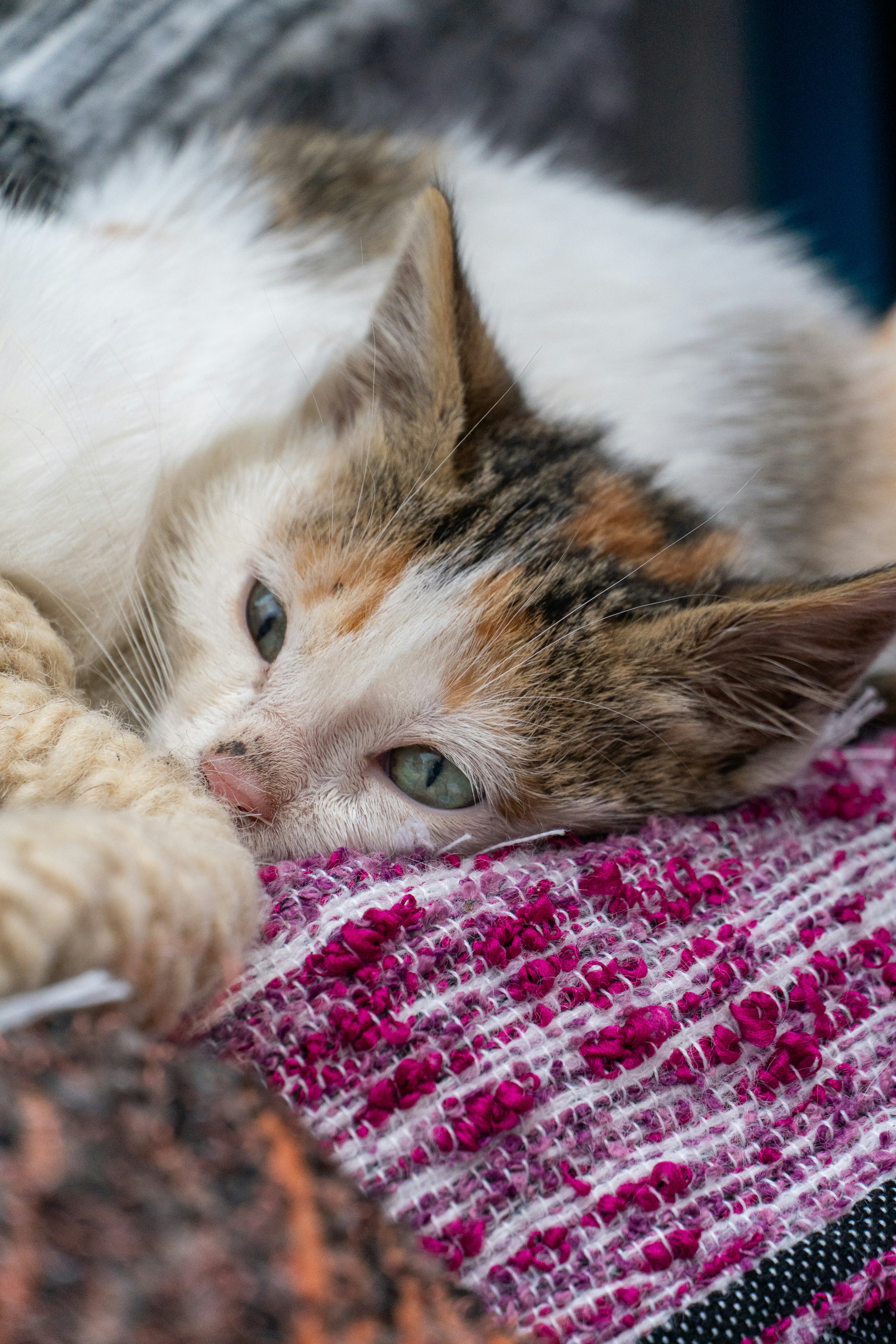 Resting Whiskers: Calico Duo in Soft Pink Comfort