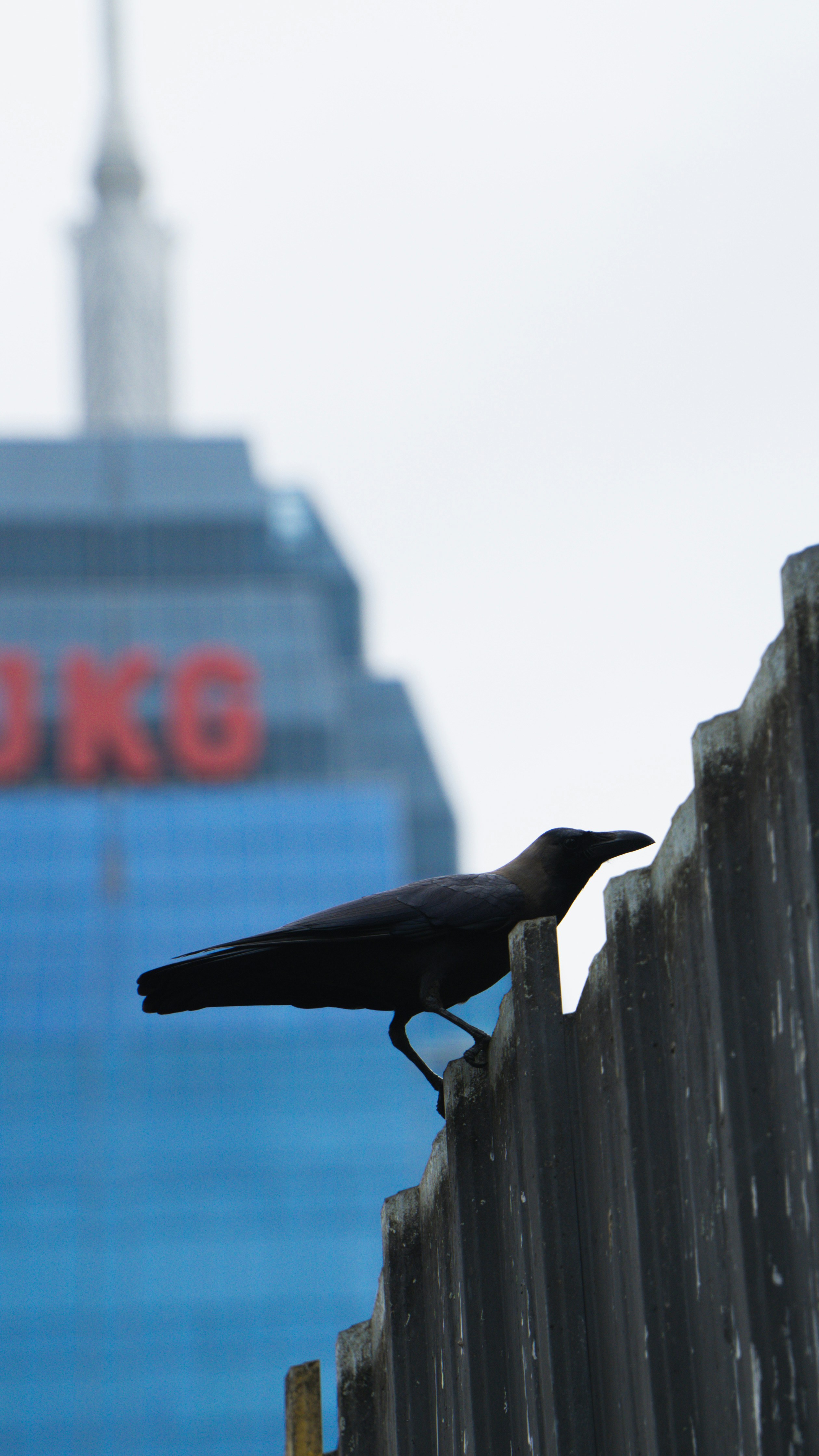 Crow on a weathered fence with a cityscape backdrop