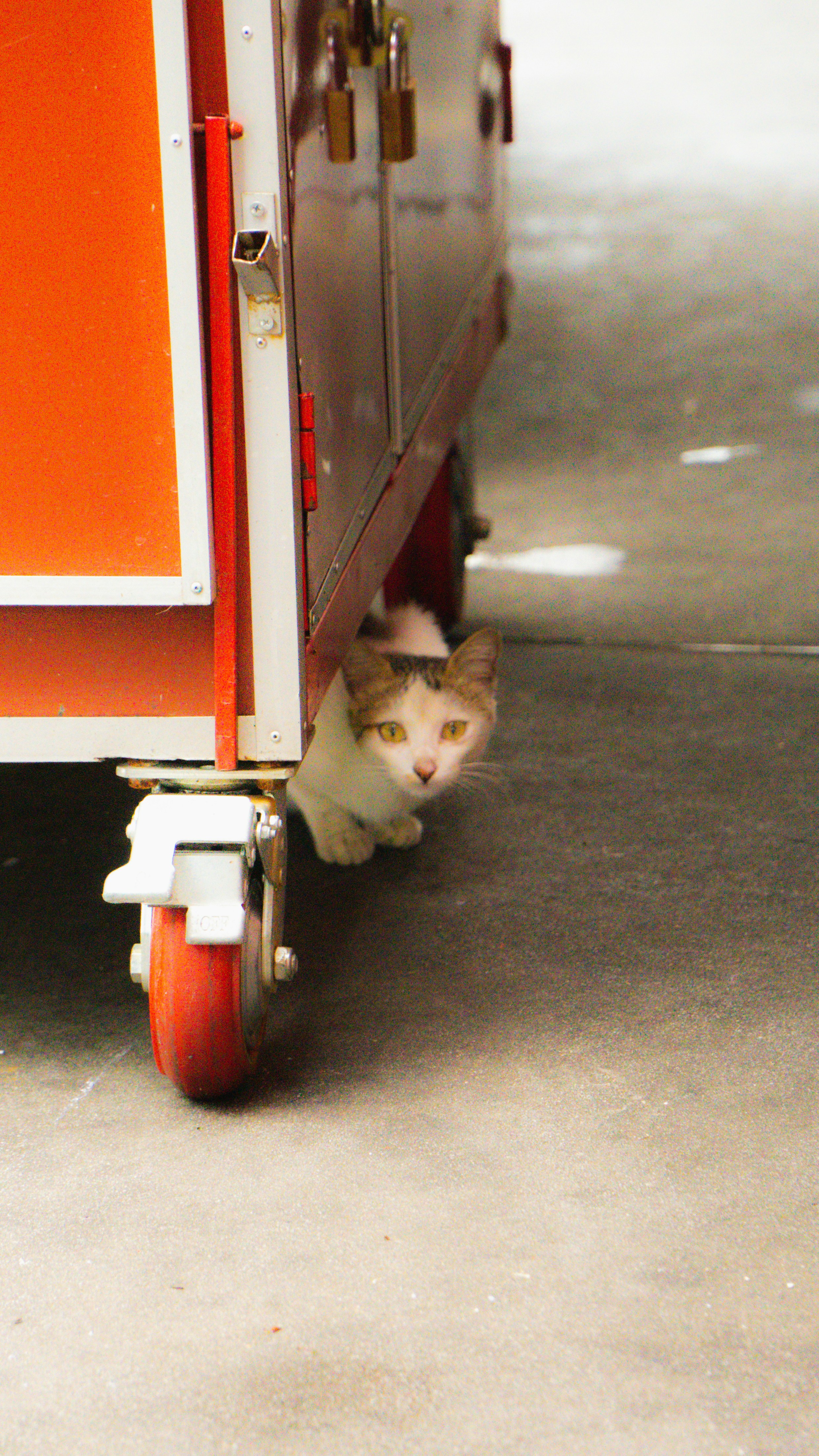 Hidden Watcher Under the Cart: Whiskers Peer from the Gap