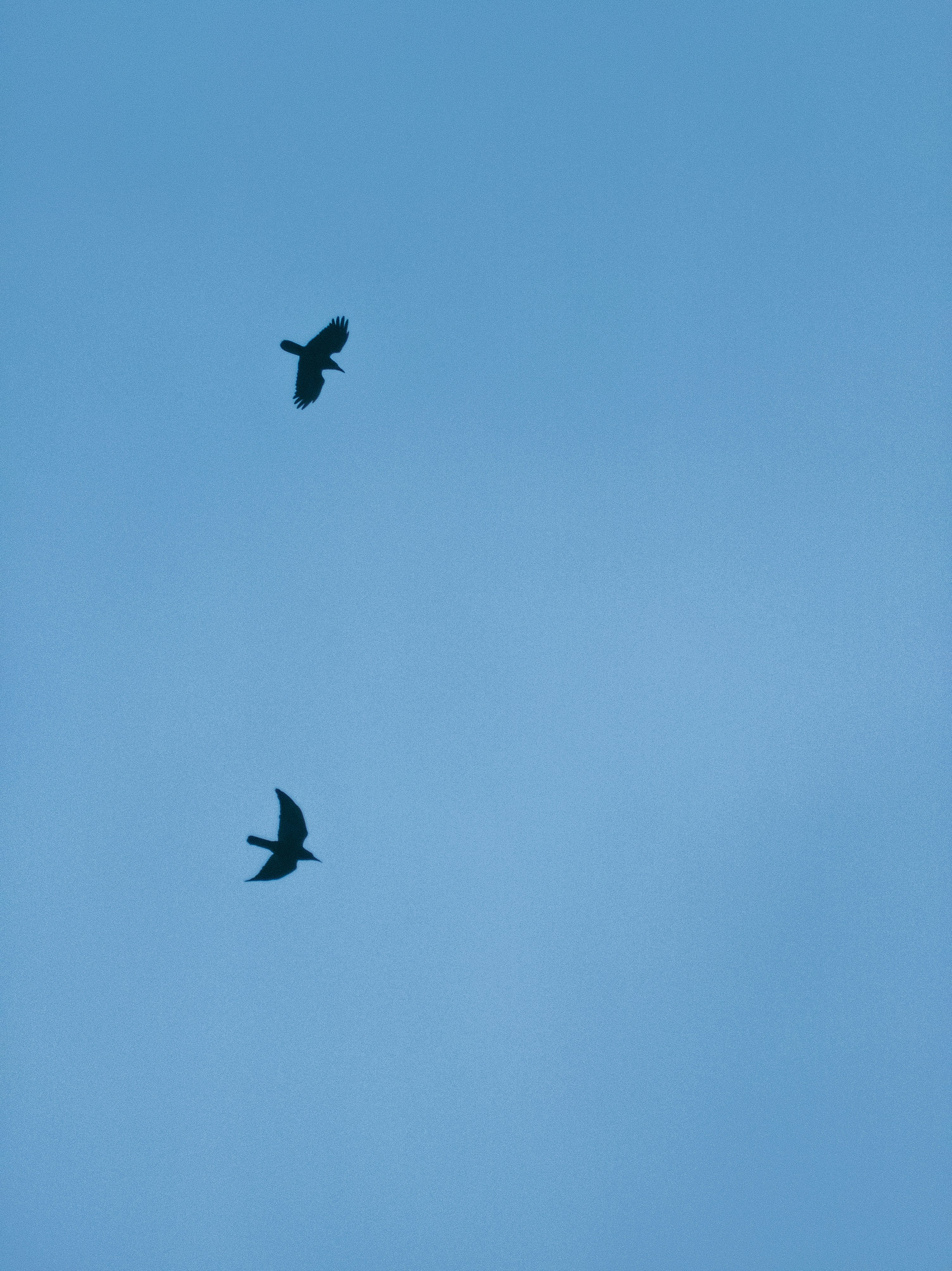 Two birds flying in a clear blue sky.