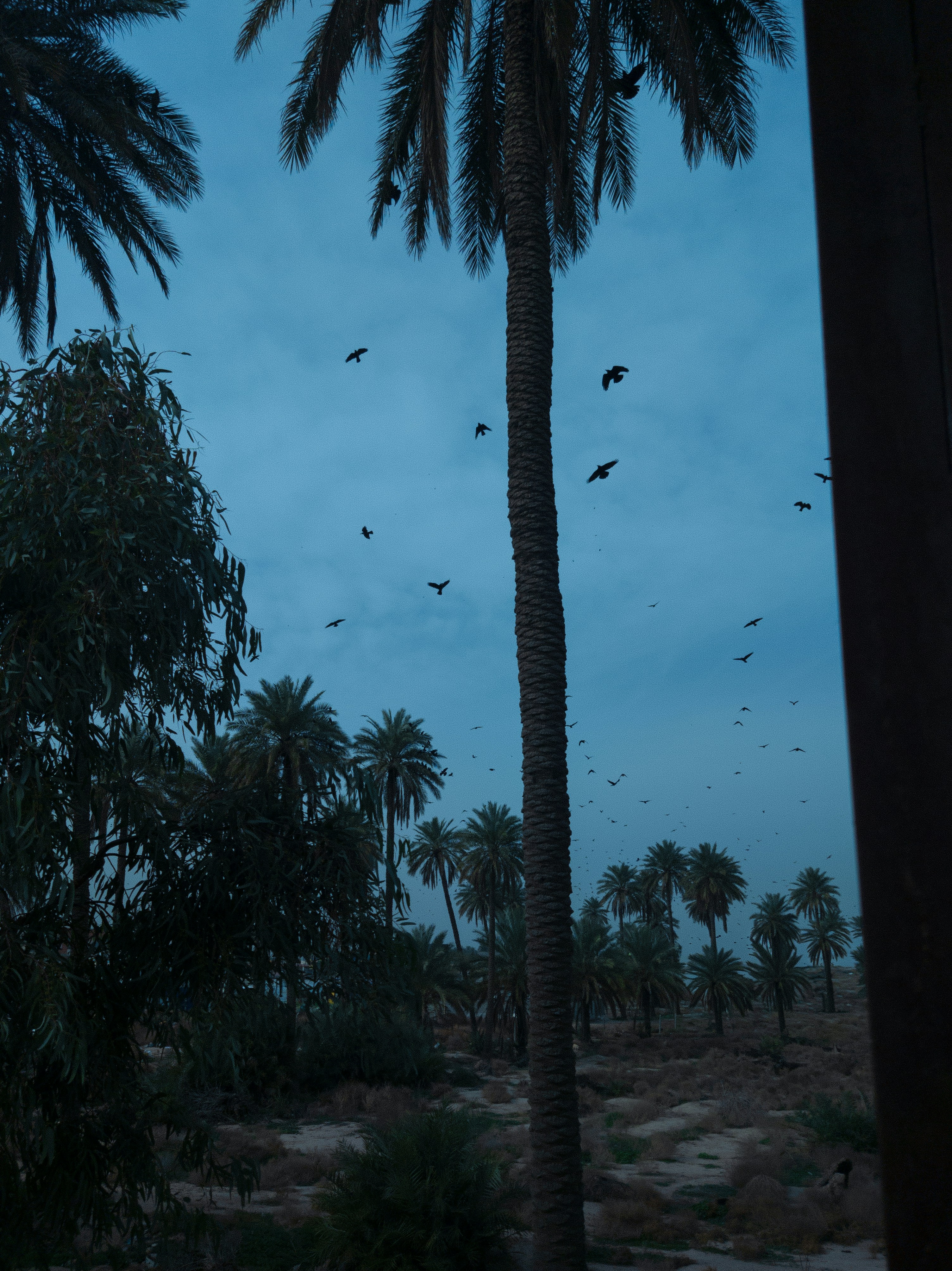 Flock of birds flying over palm trees at dusk.