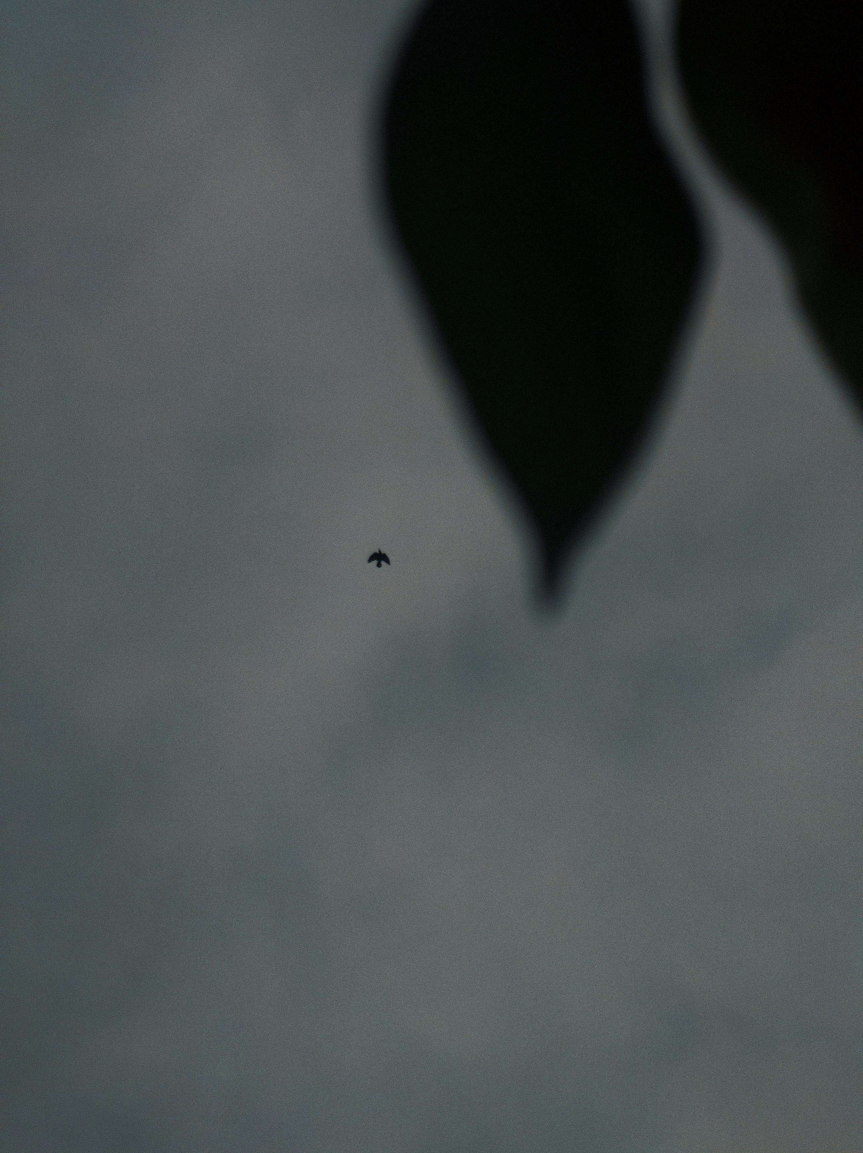 A small bird flies in a cloudy sky.