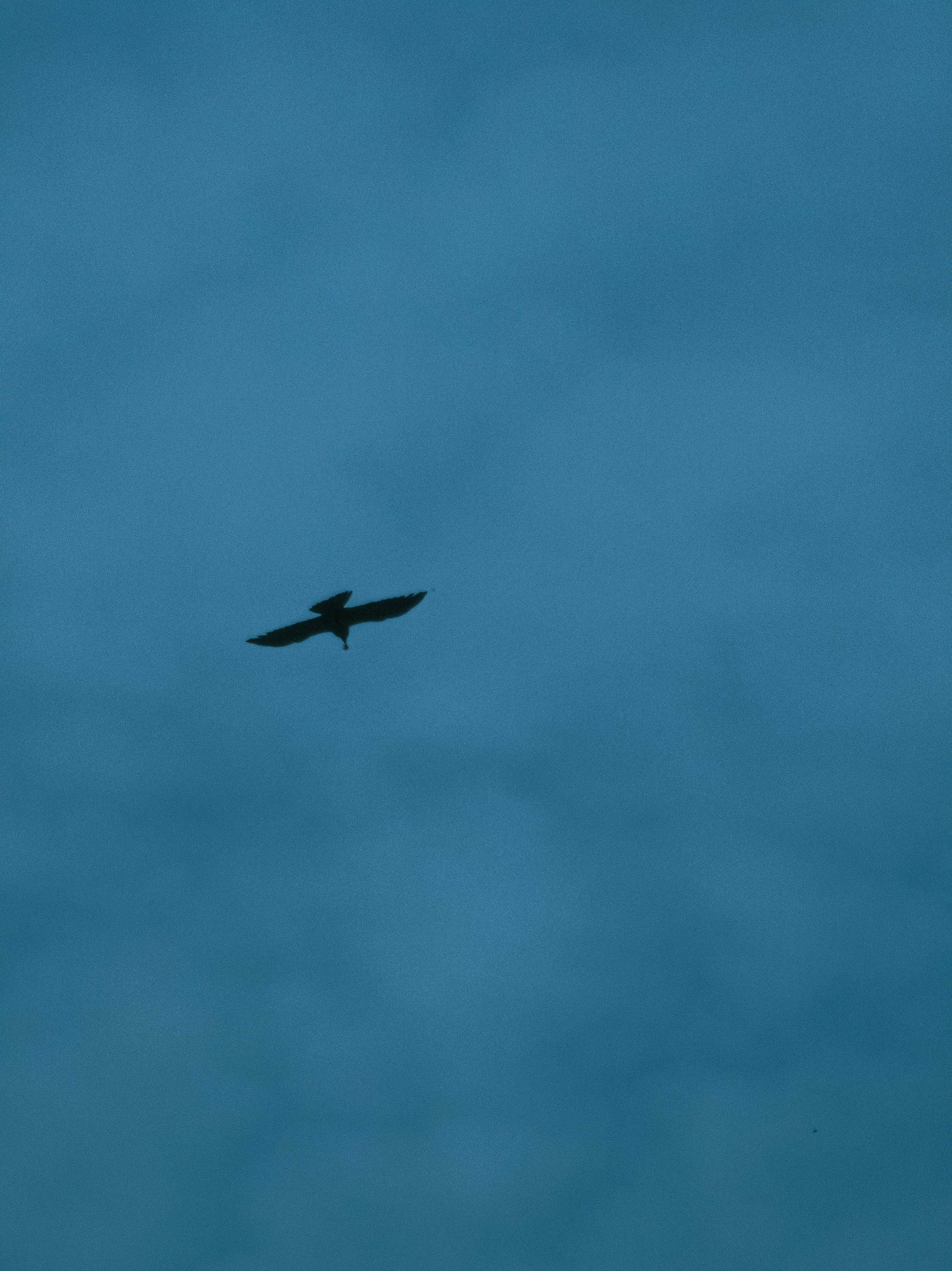 A solitary bird soars against a dusky blue sky