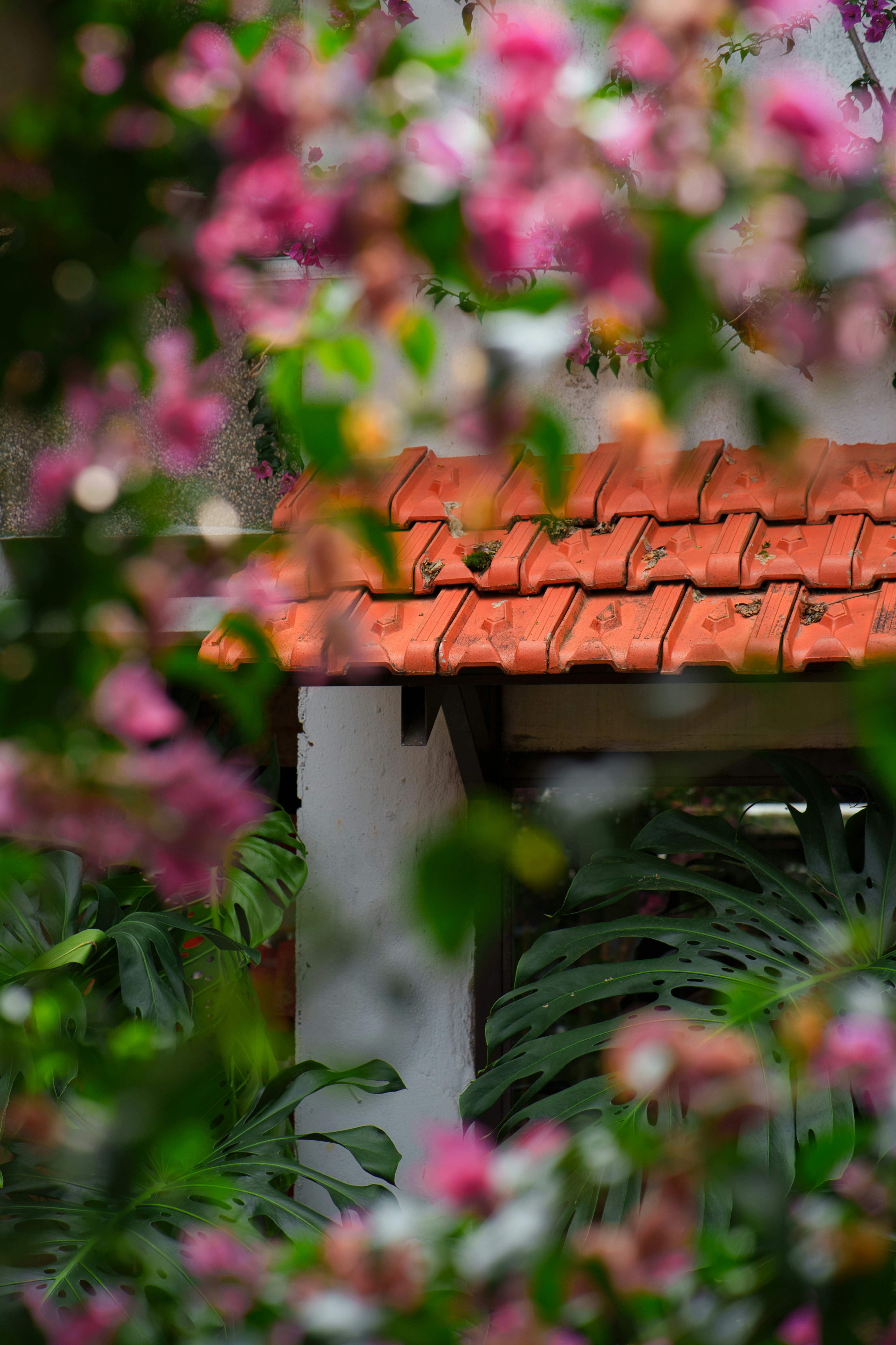 Terracotta Roof Framed by Blooms in a Quiet Garden