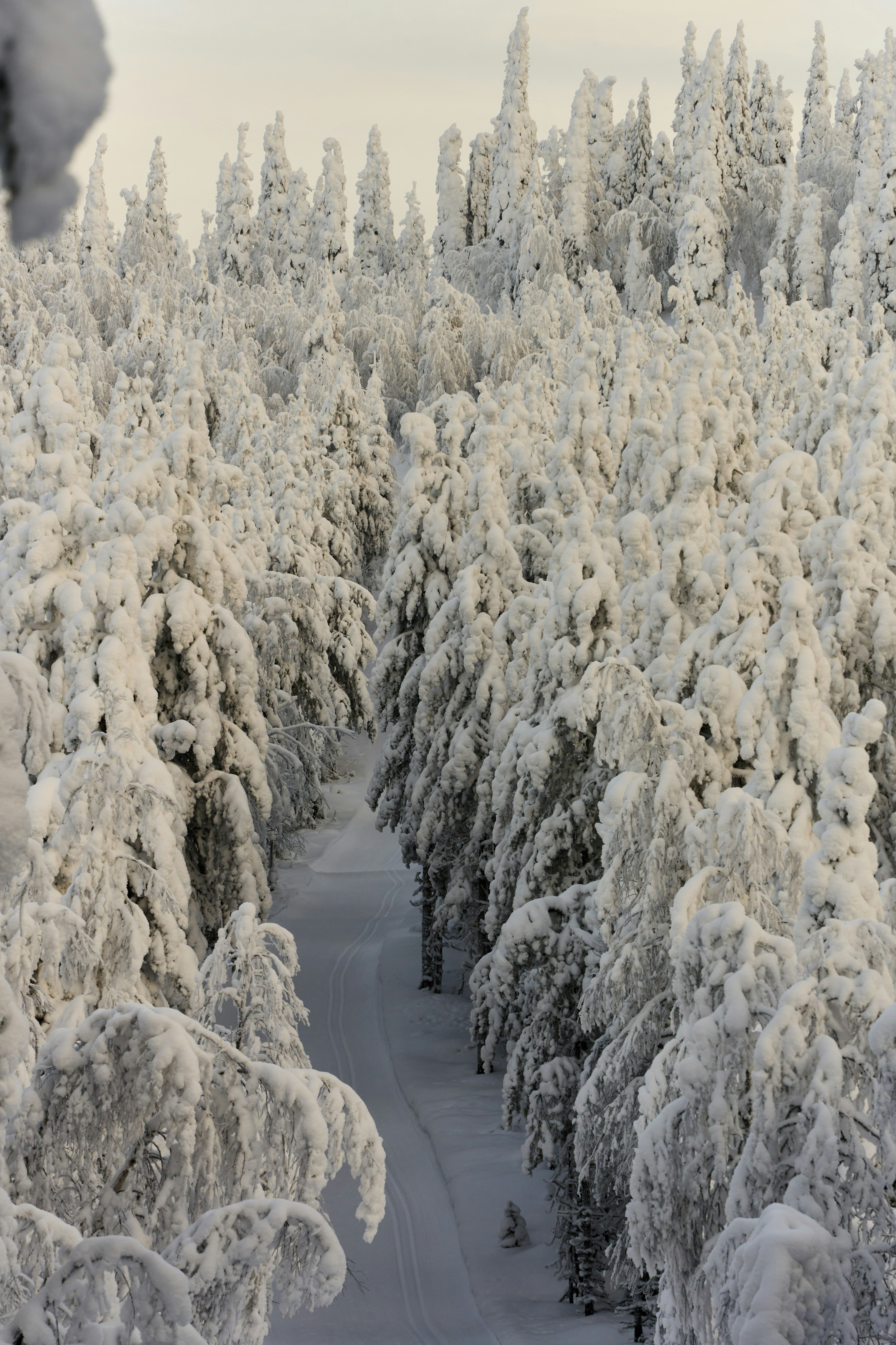 Snowbound Corridor: A Forest Tunnel Carved by Winter Silence