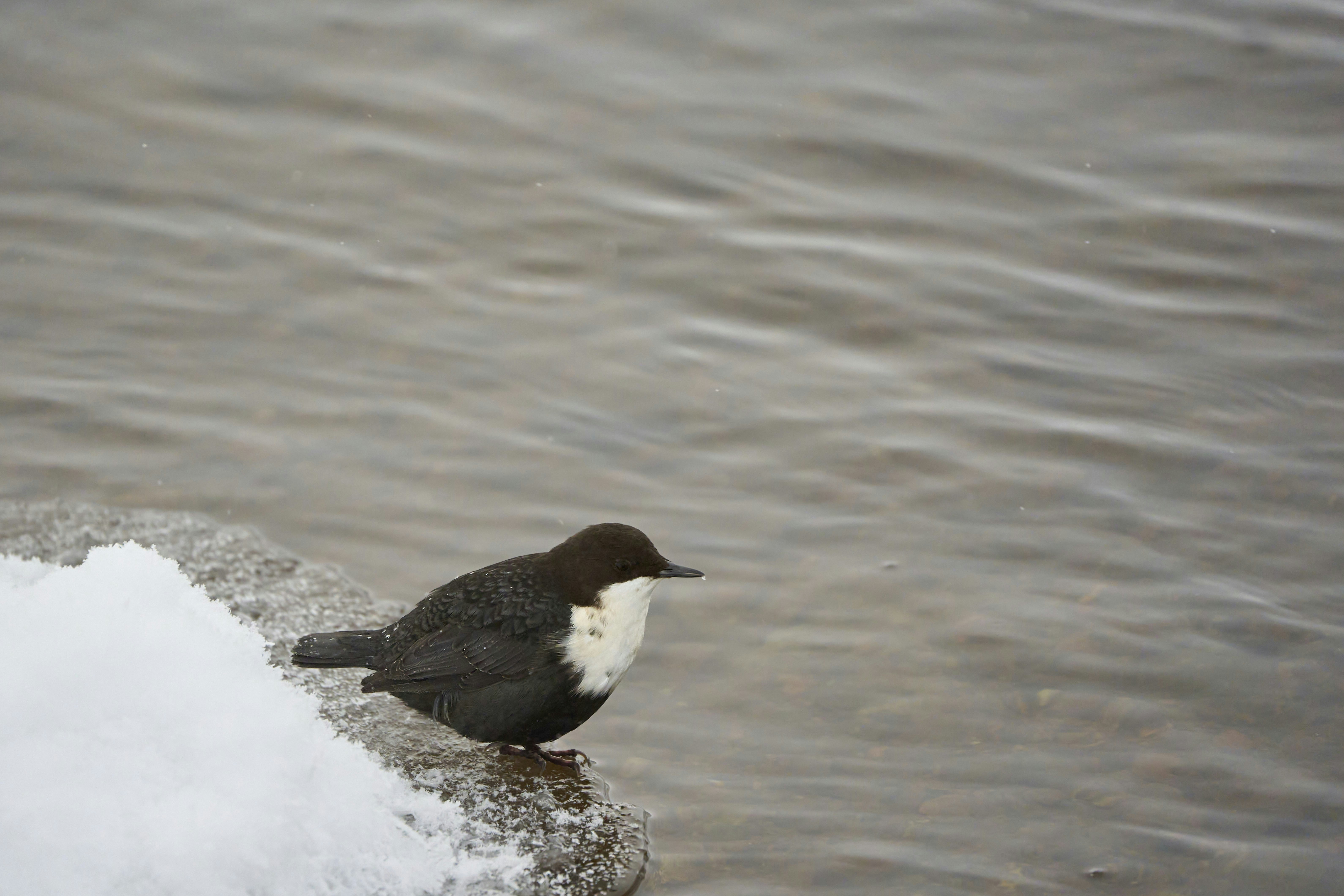 White-breasted Dipper Perched at the Snowline
