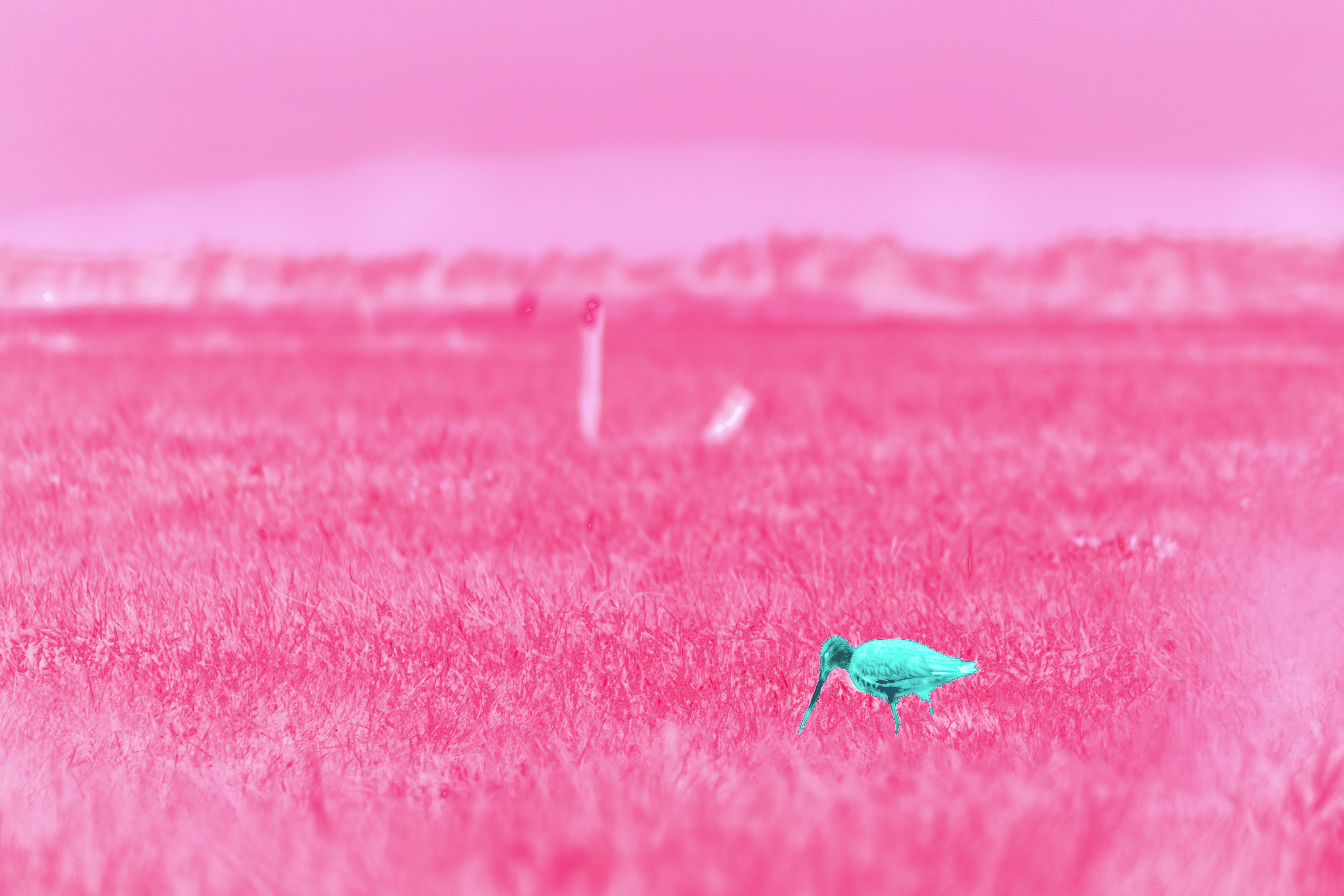 Azure Crane in a Magenta Prairie