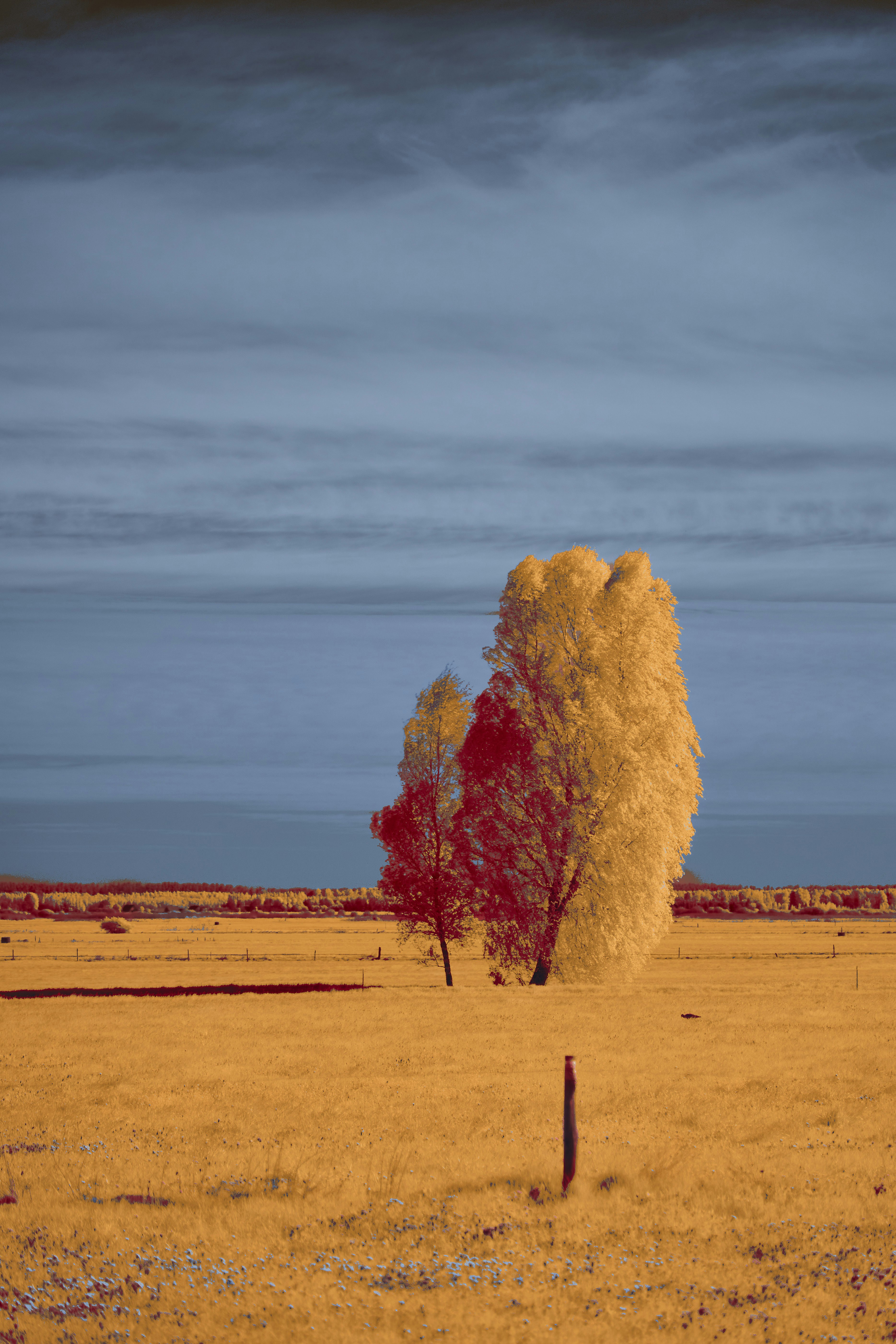 Golden Stands: A Lone Trio Beneath a Brushed Sky