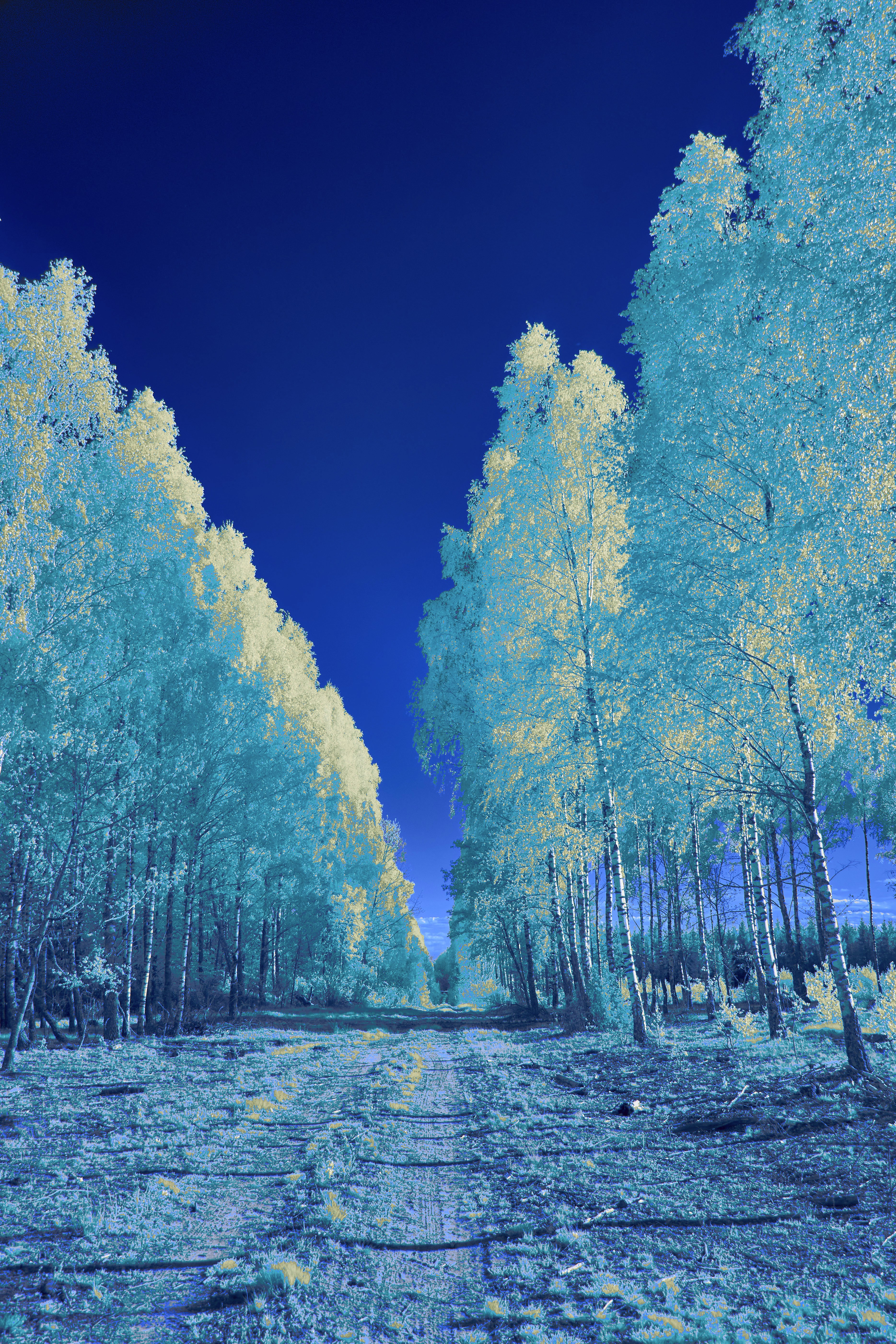 Infrared Avenue: A Neon Forest of Blue Pines Under a Deep Indigo Sky