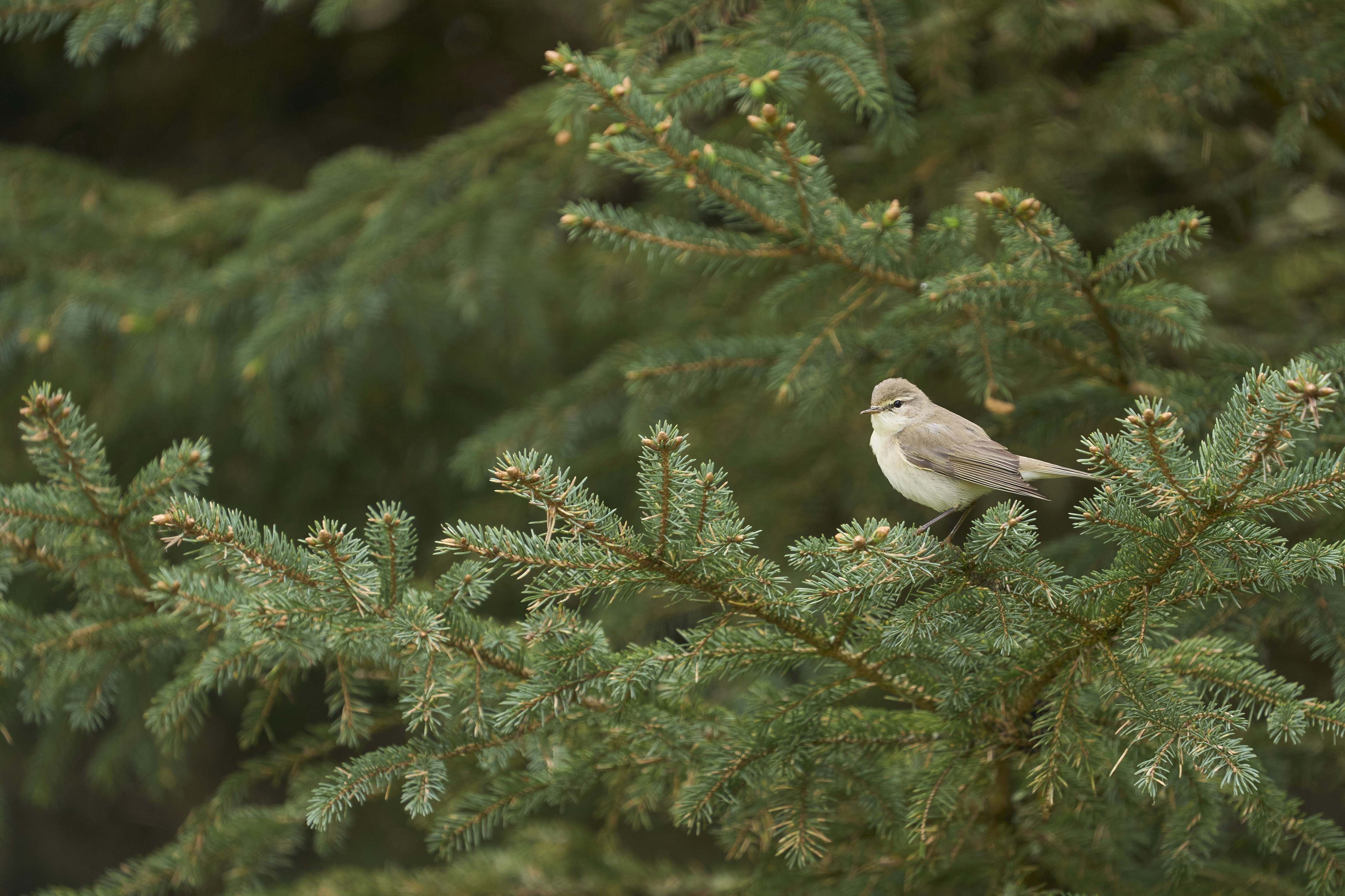 Tiny Songbird on Green Pine: a Quiet Moment in the Foliage