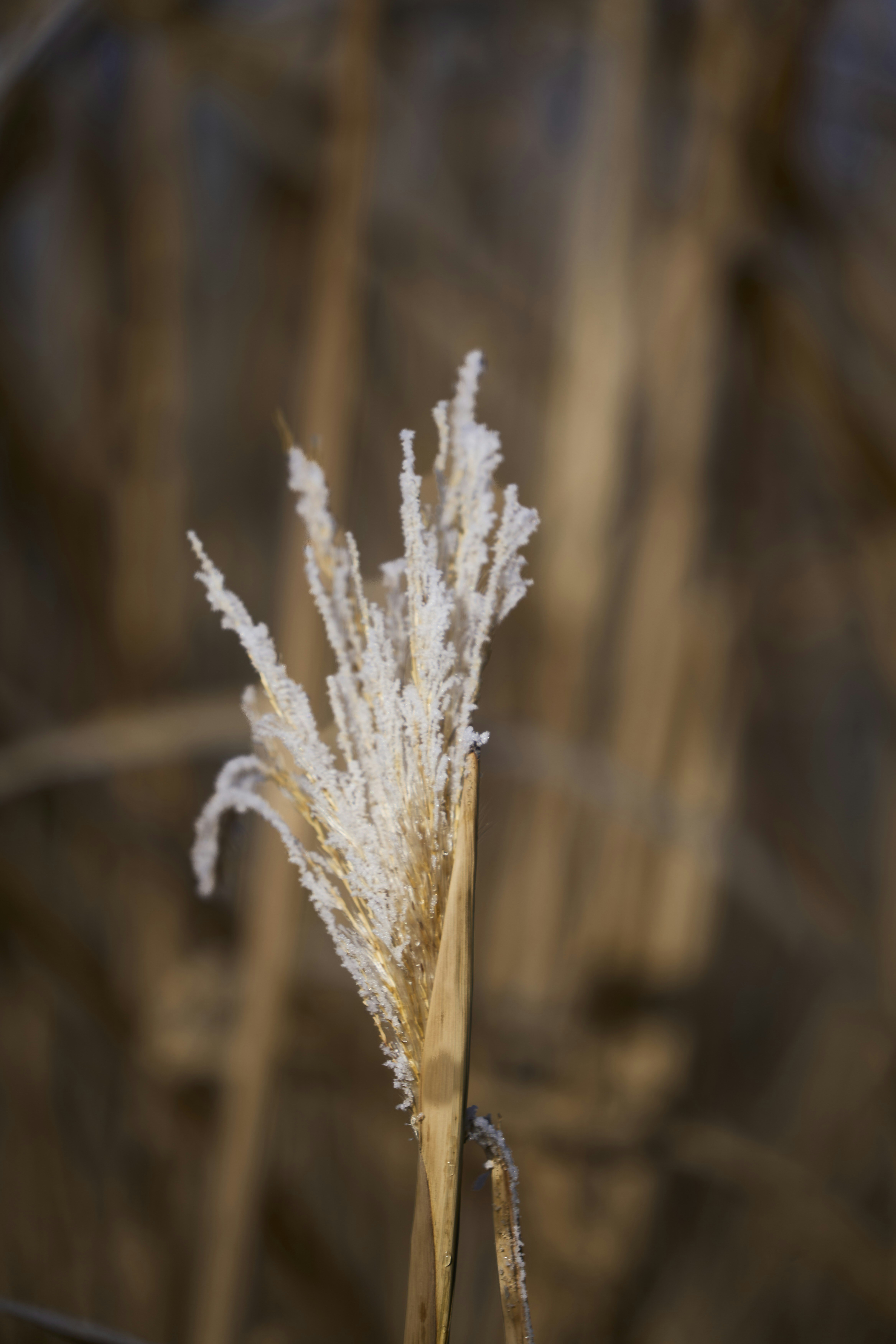 Frost-Kissed reed in a muted autumn glow
