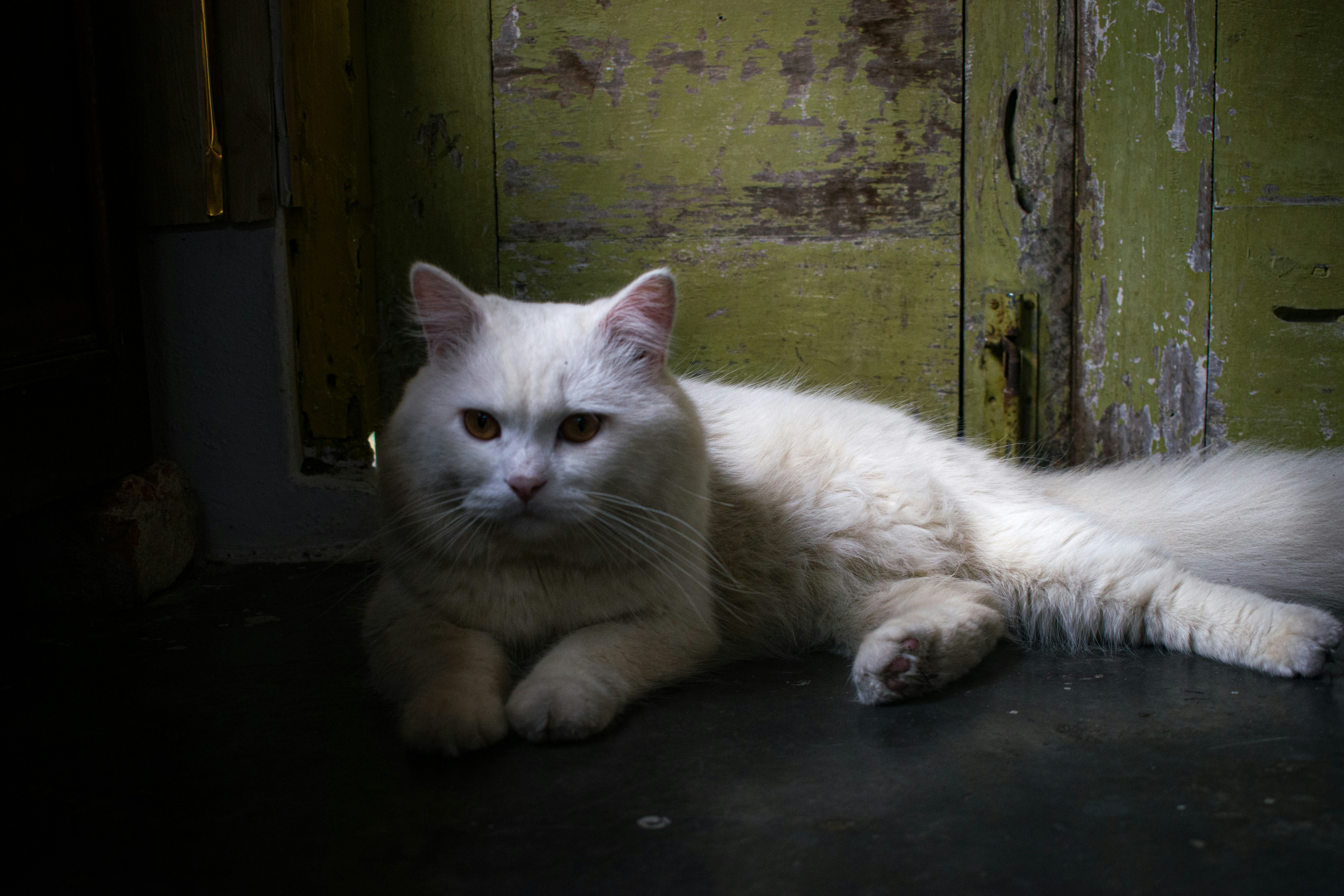 White Cat at Rest in a Slatted Green Doorway