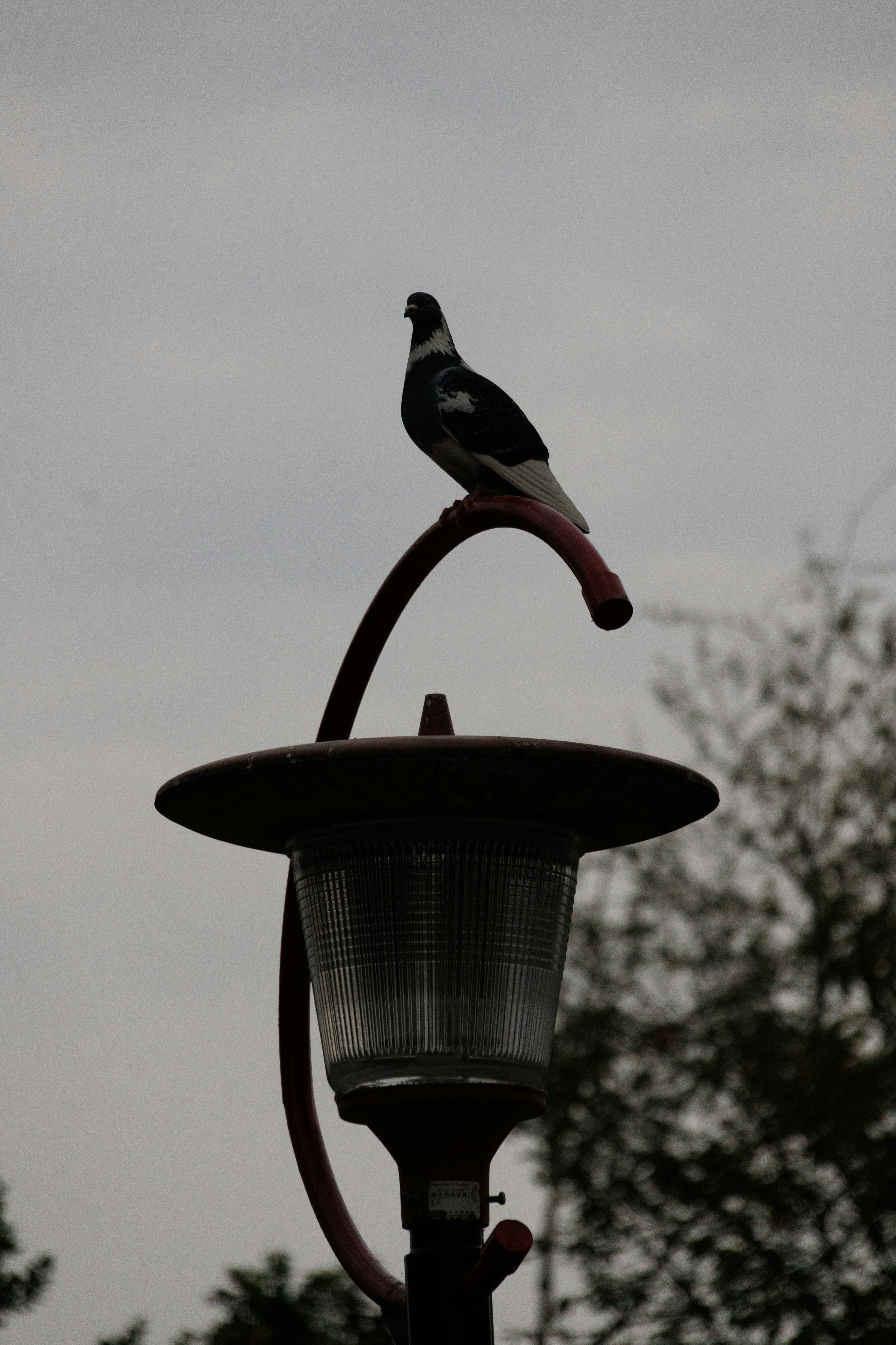 Pigeon on a Curved Lantern: Quiet Vigil Above the Park