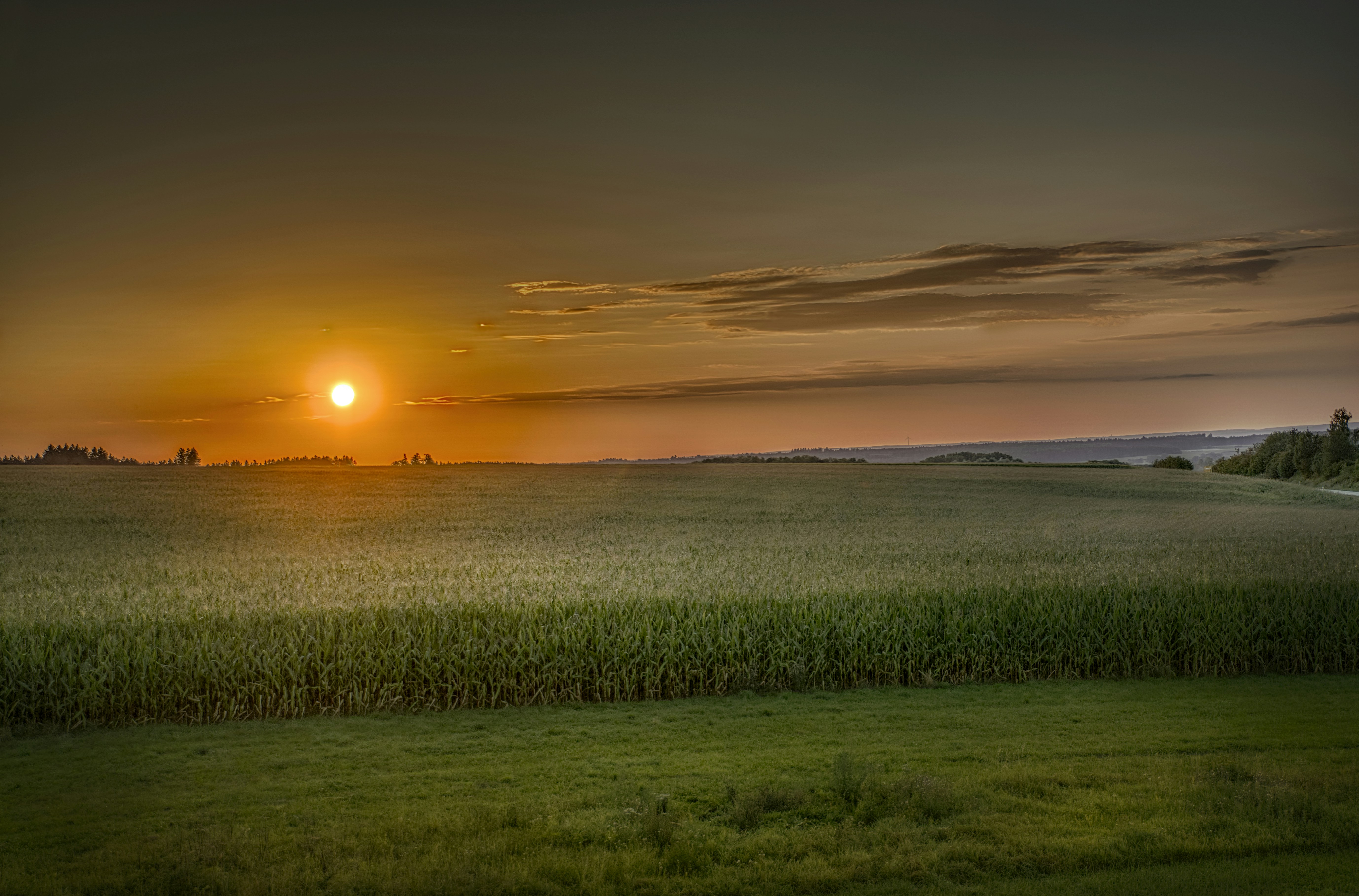 Golden Horizon: Sunlit Fields Beneath a Quiet Sunset