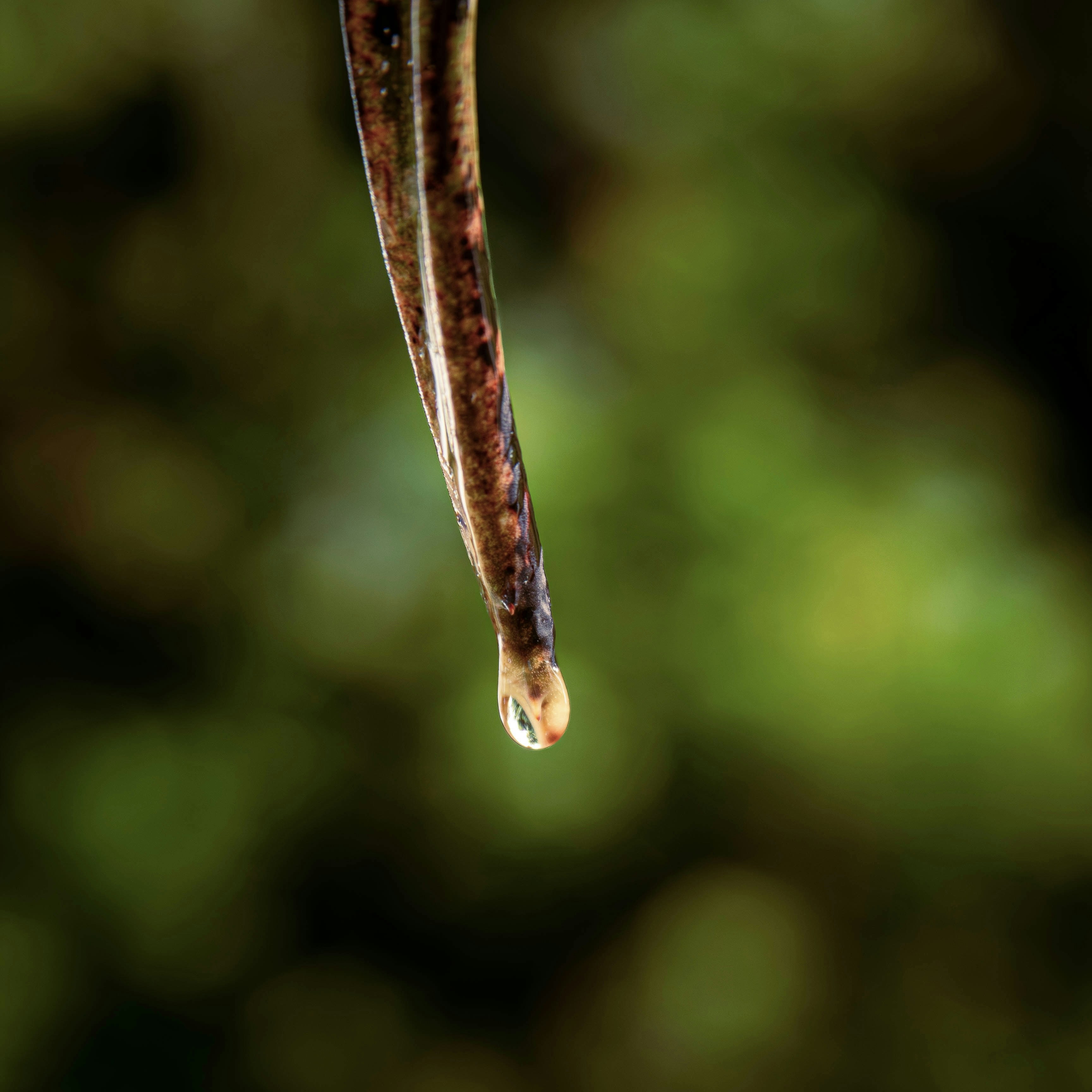 Droplet at the Tip: A Close-Up of a Dew-Lined Spider Leg