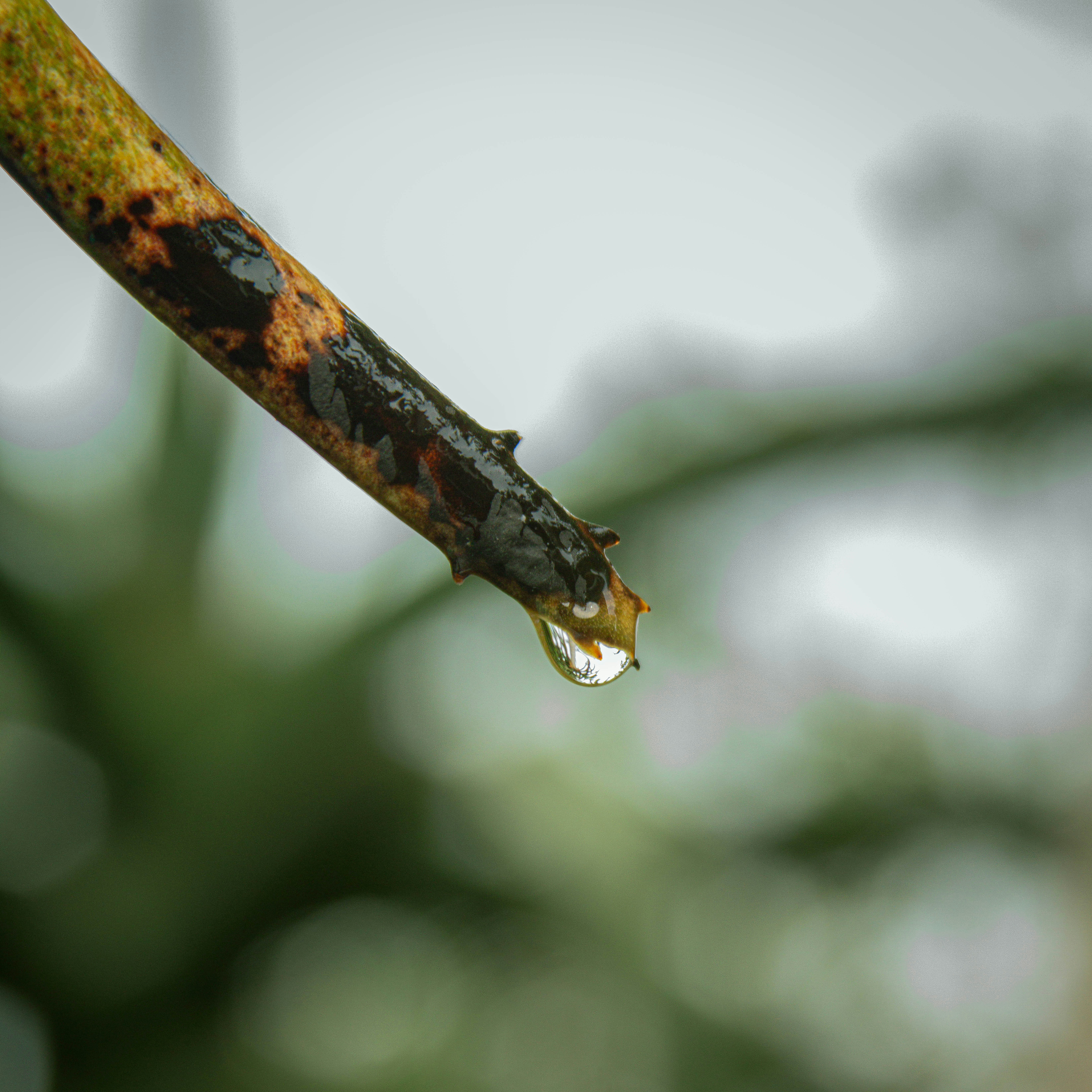 Droplet on a Weathered Twig: A Moment of Patience