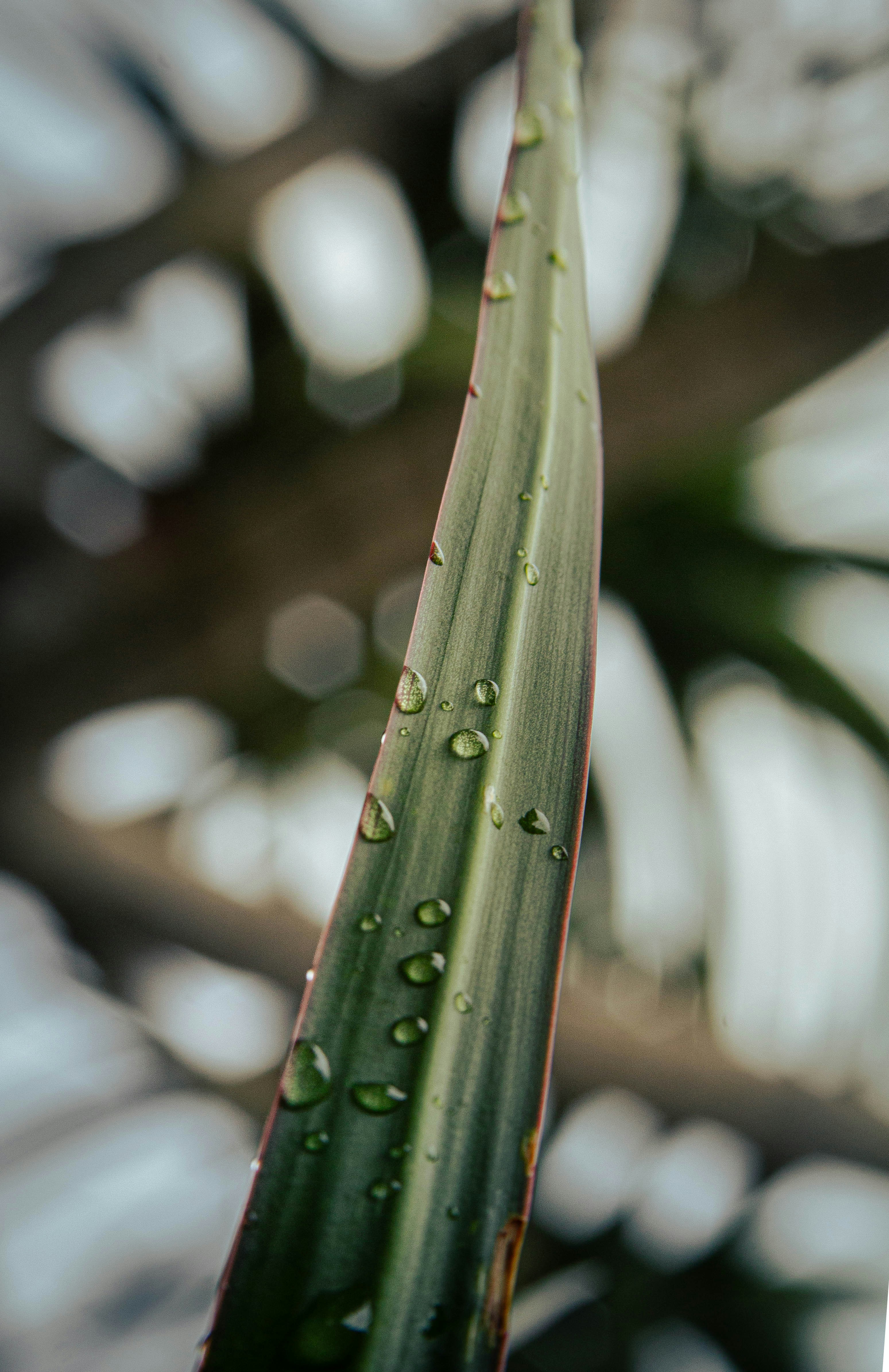 Dew-kissed blade: a close-up of a single leaf against a soft, blurred backdrop