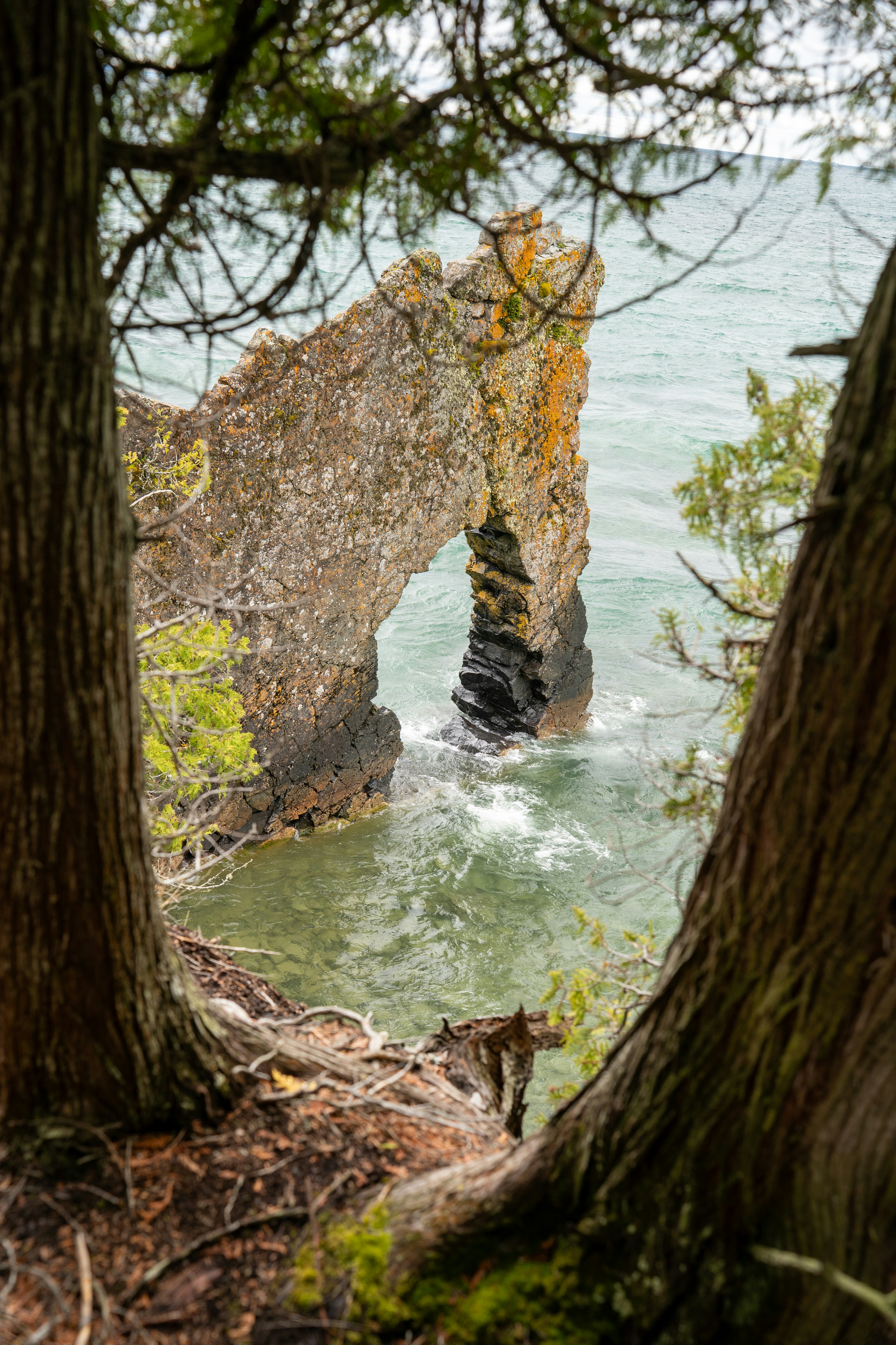 Sea Arch Emerges from the Cliff Edge Framed by Weathered Trees