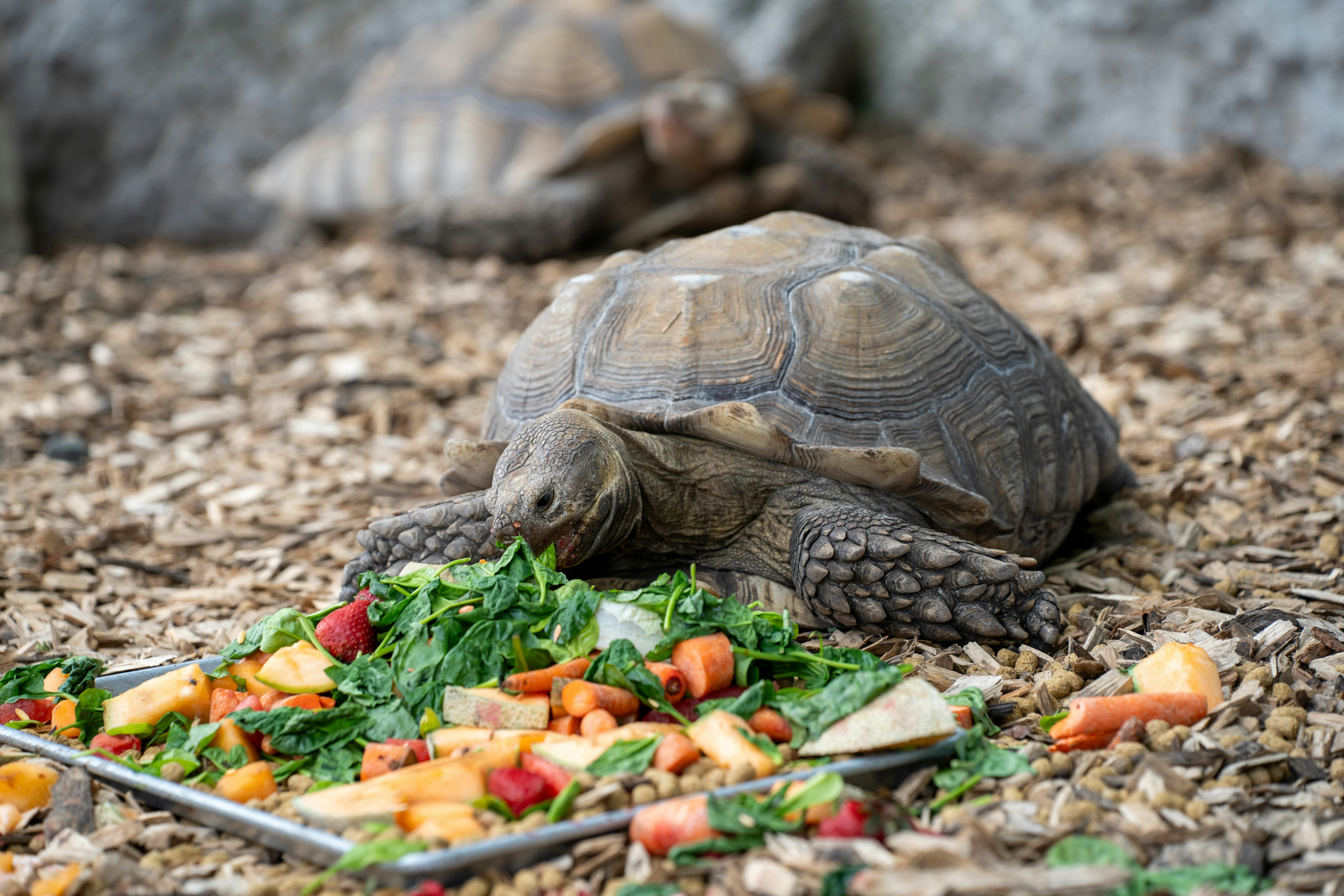 Tortoise at the Crunch: A Slow Meal Break by Pebbles