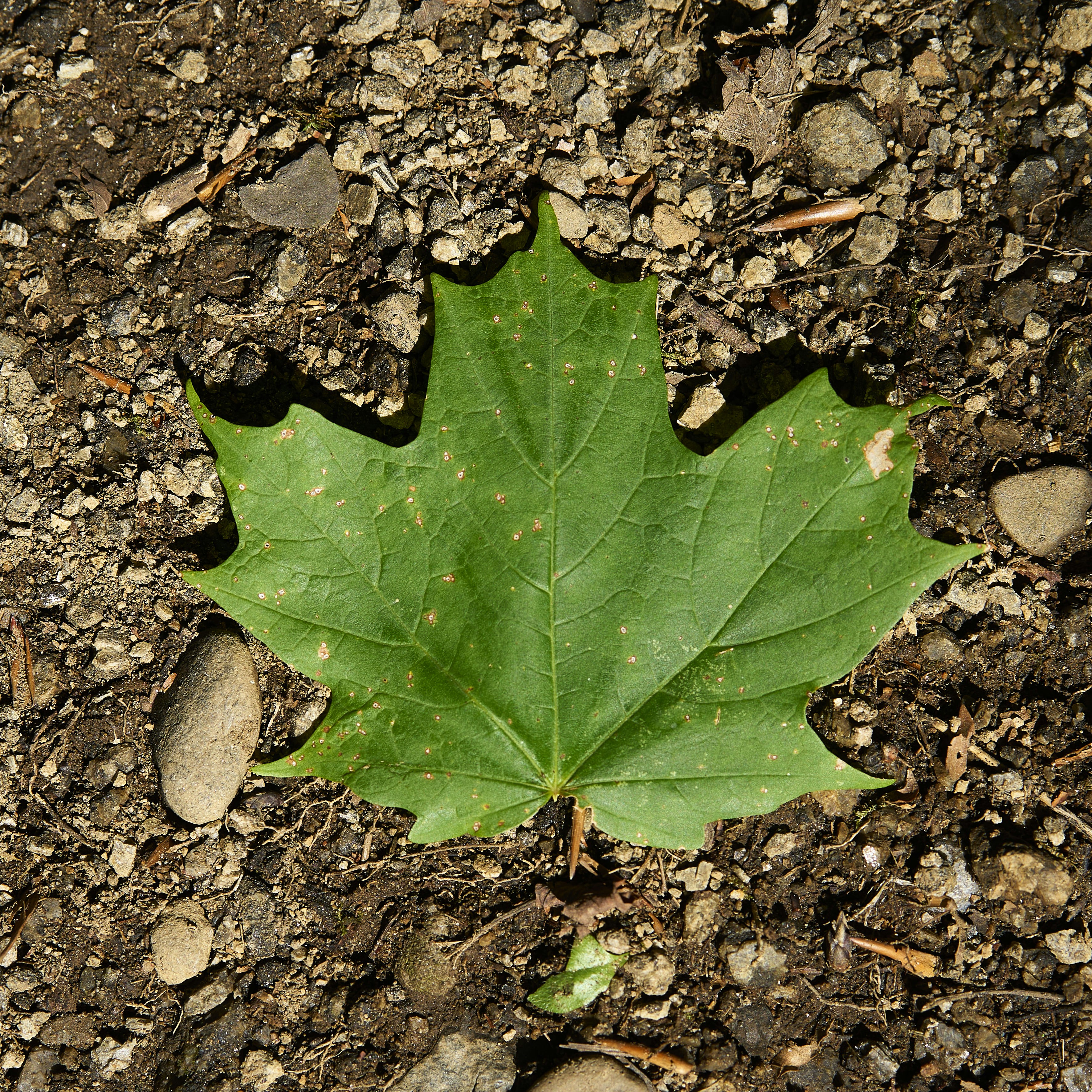 Green Maple Leaf Resting on Pebbled Ground