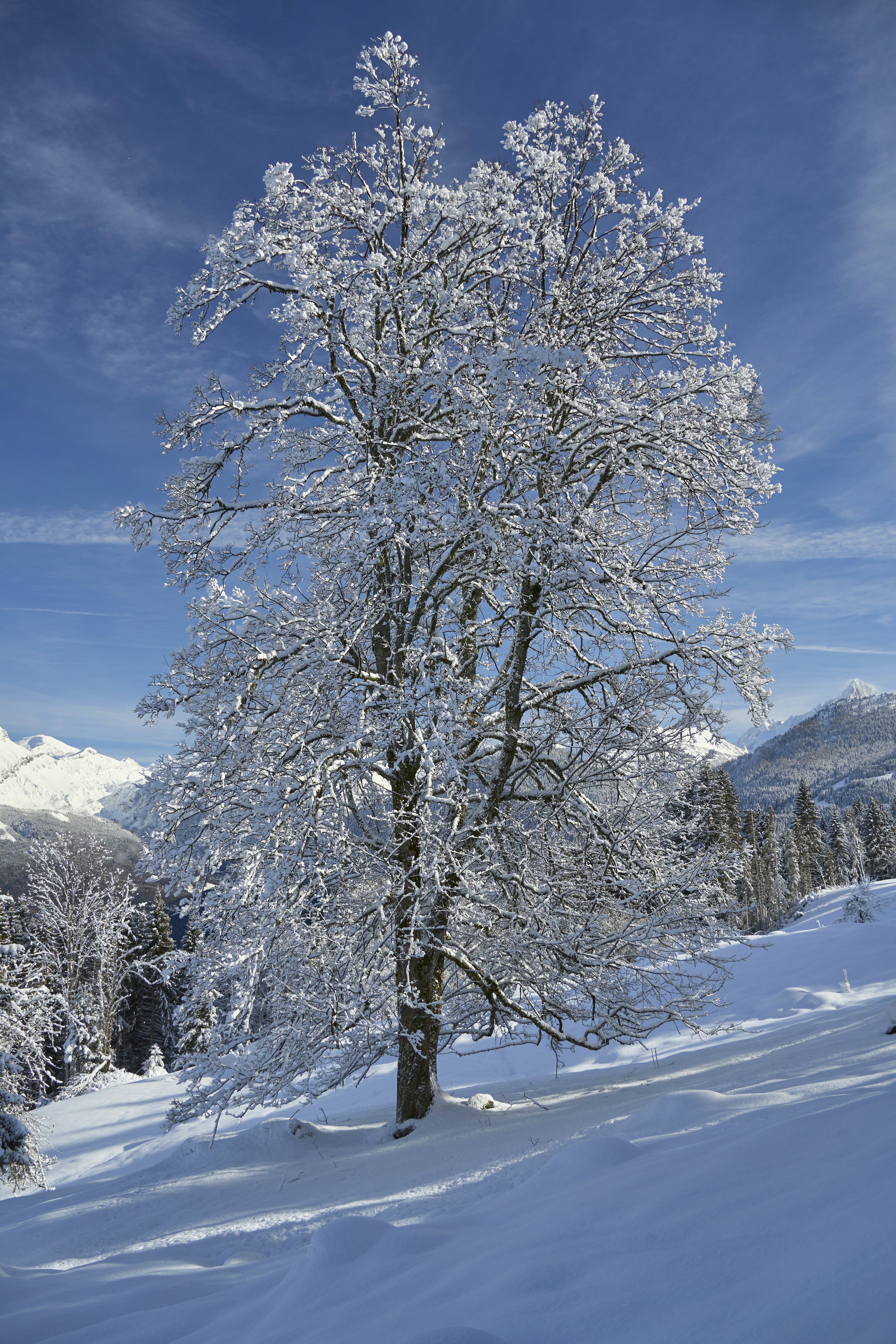 Snowbound Sentinel: A lone tree etched in frost against a alpine blue