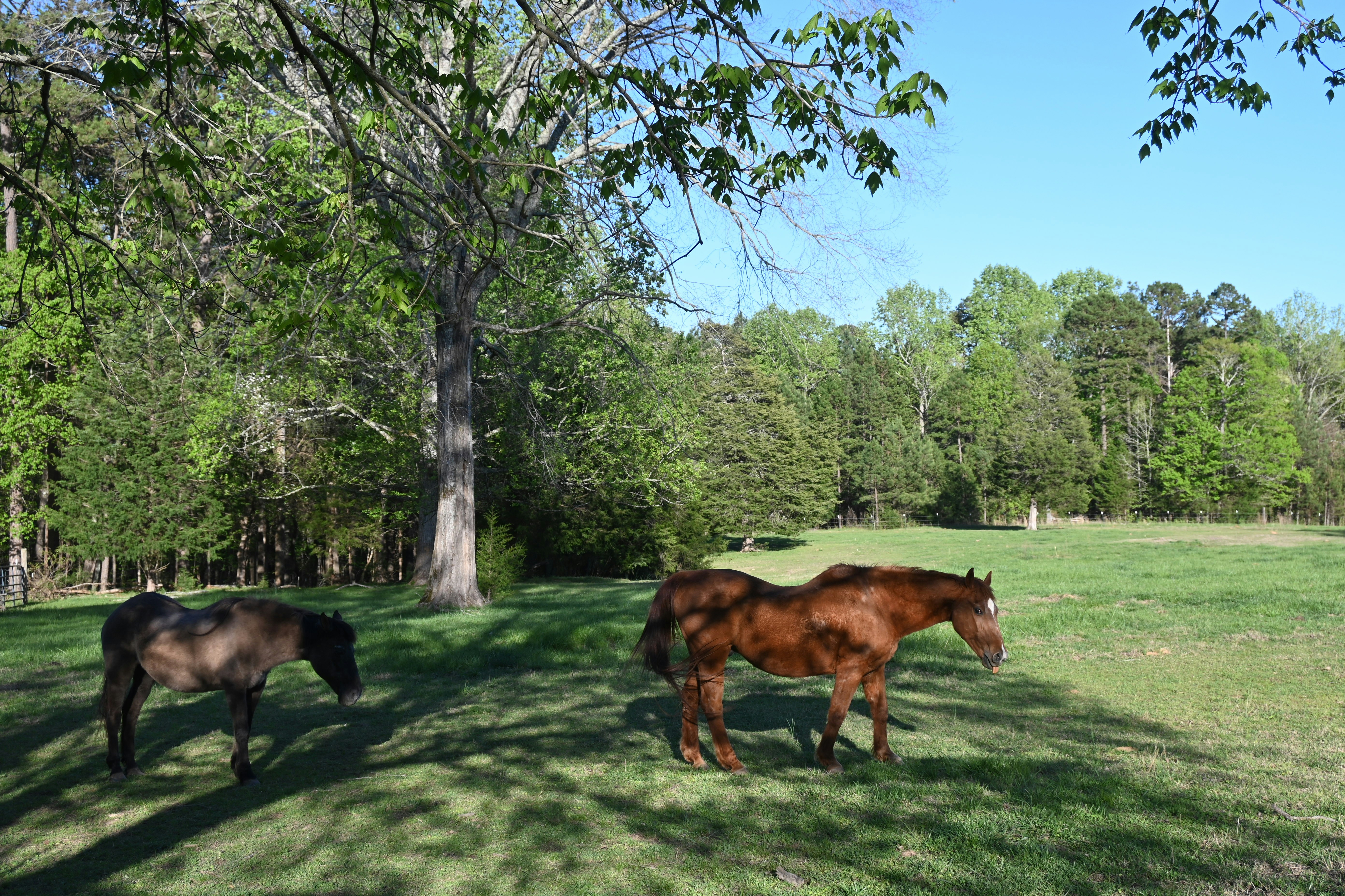 Pasture Watch: Two Horses Grazing under a Sunlit Oak