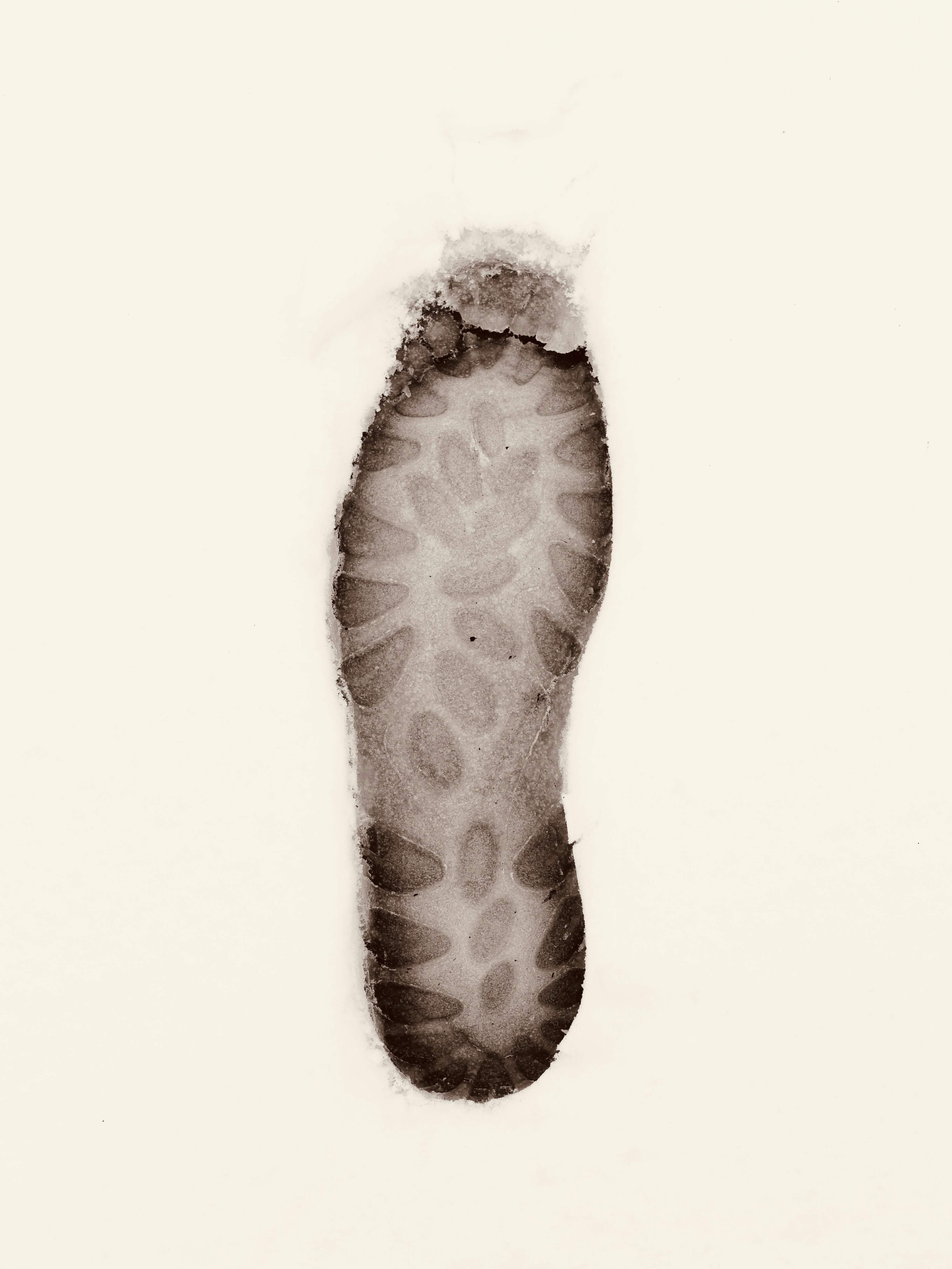 A Pale Fragment: A Spoor of Insect-like Texture on Ivory Background