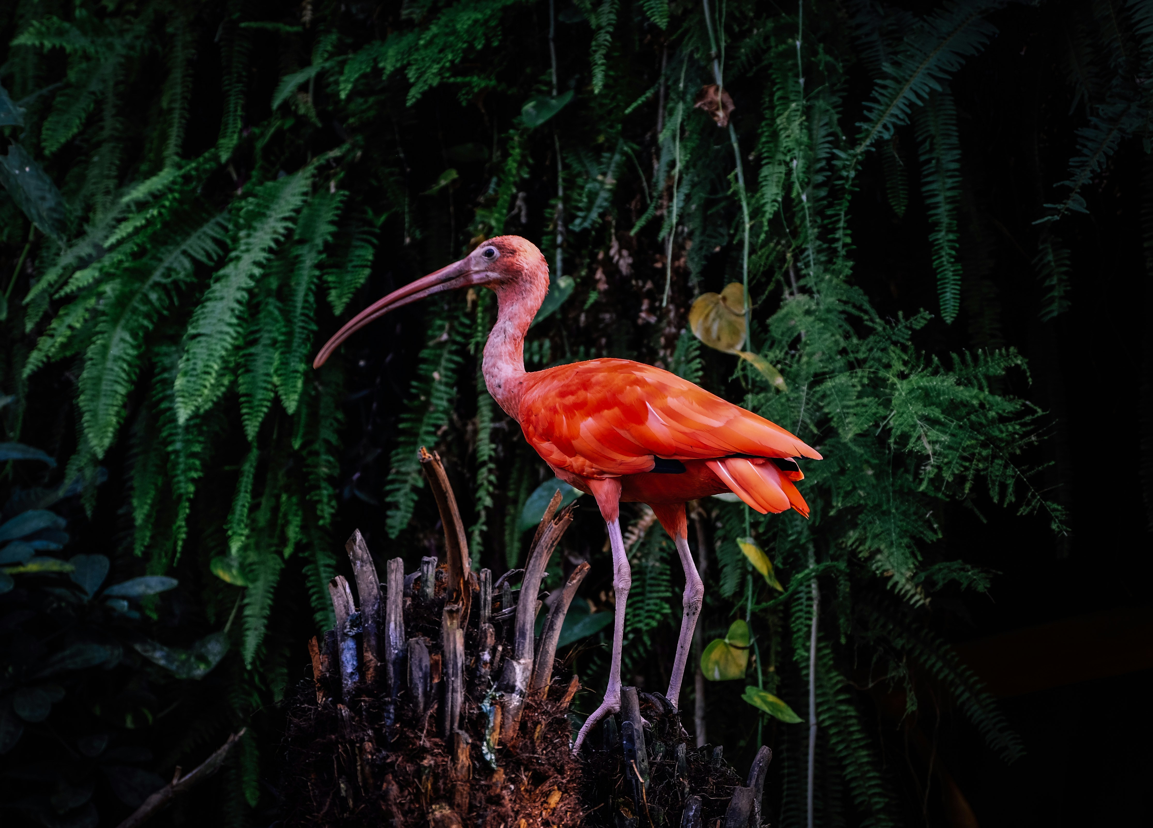 Red ibis on a weathered stump amid lush green fronds