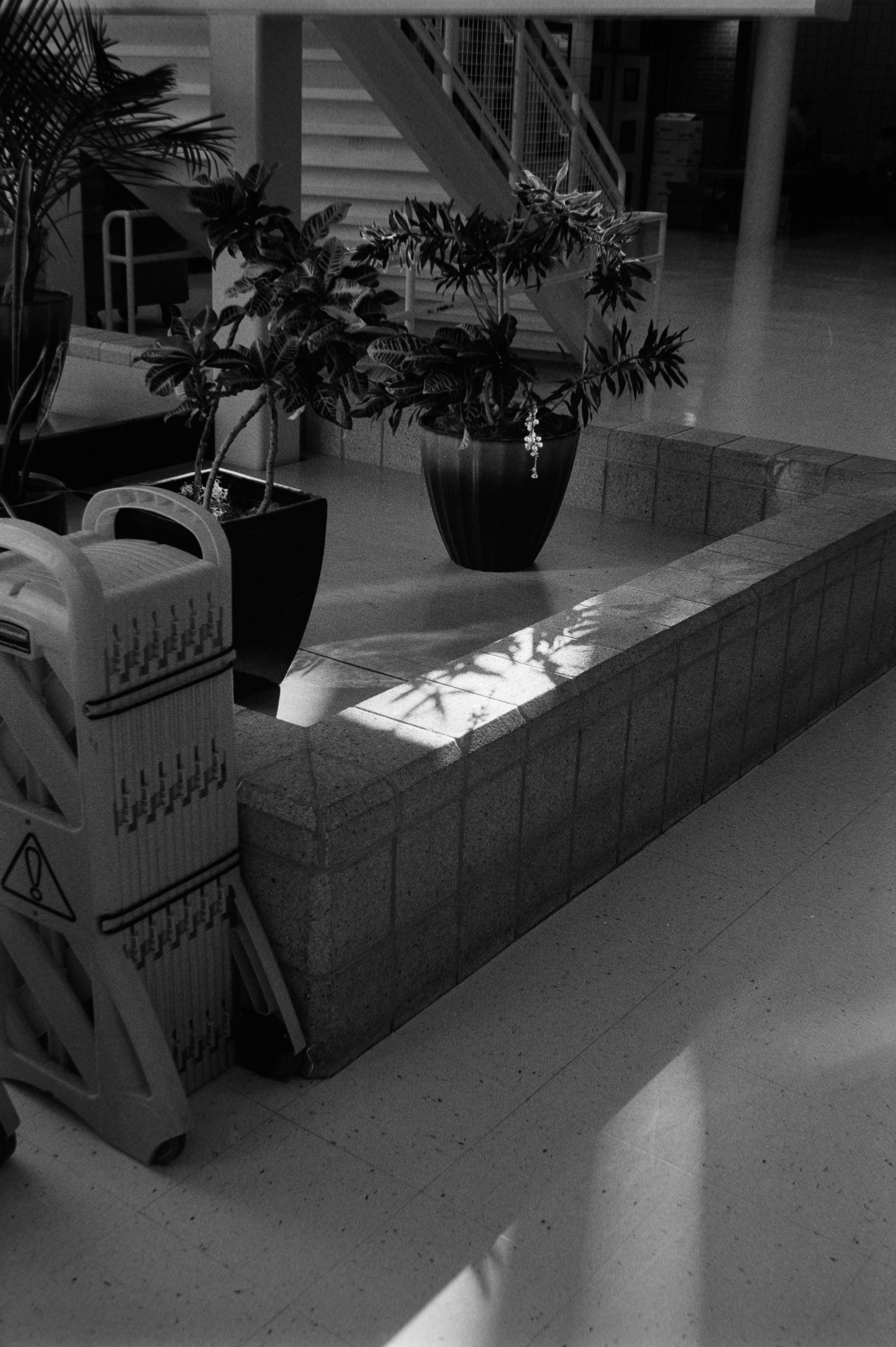 Potted Plants on a Sloped Tile Wall in an Indoor Atrium