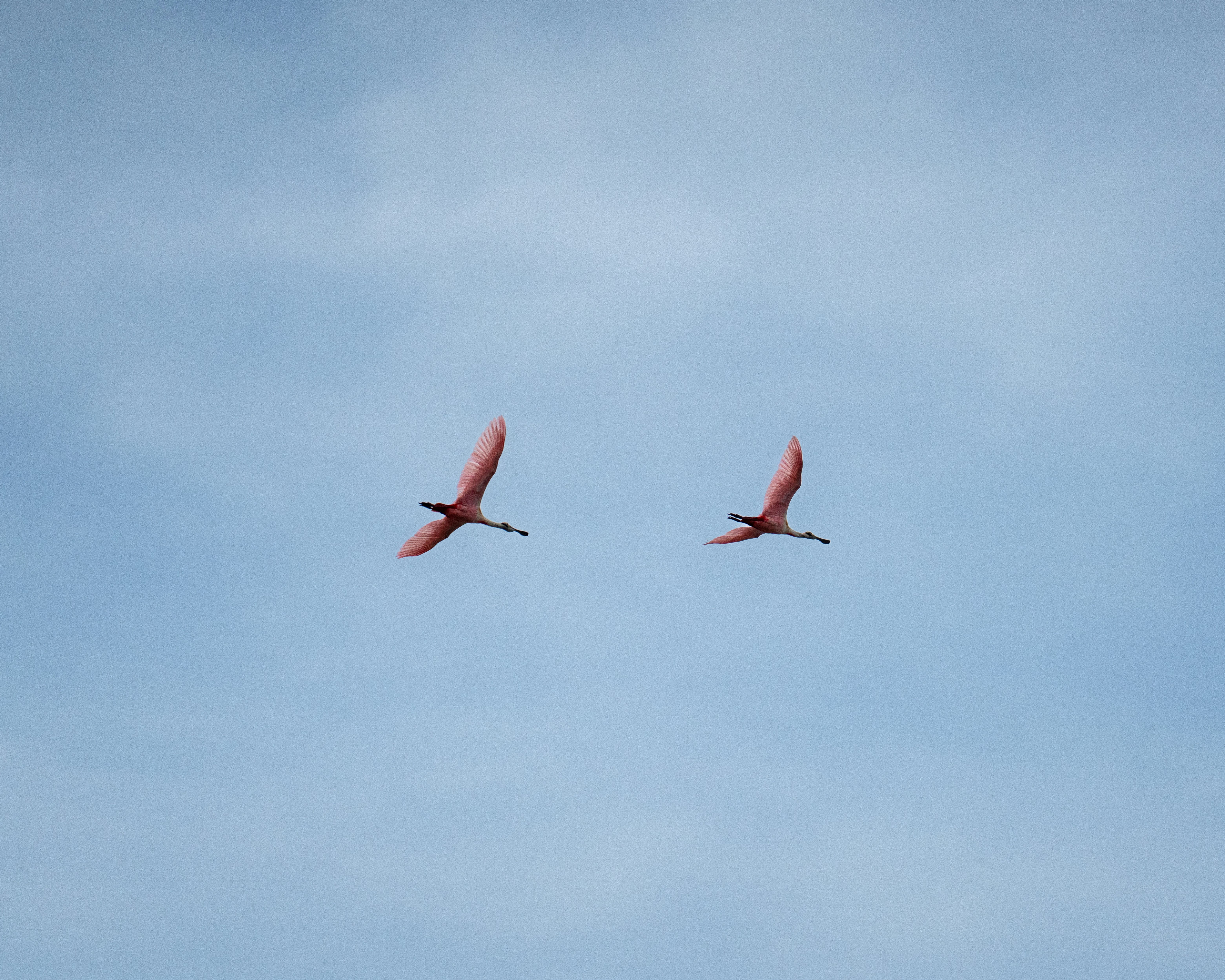 Twin Flamingos in a Clear Blue Sky