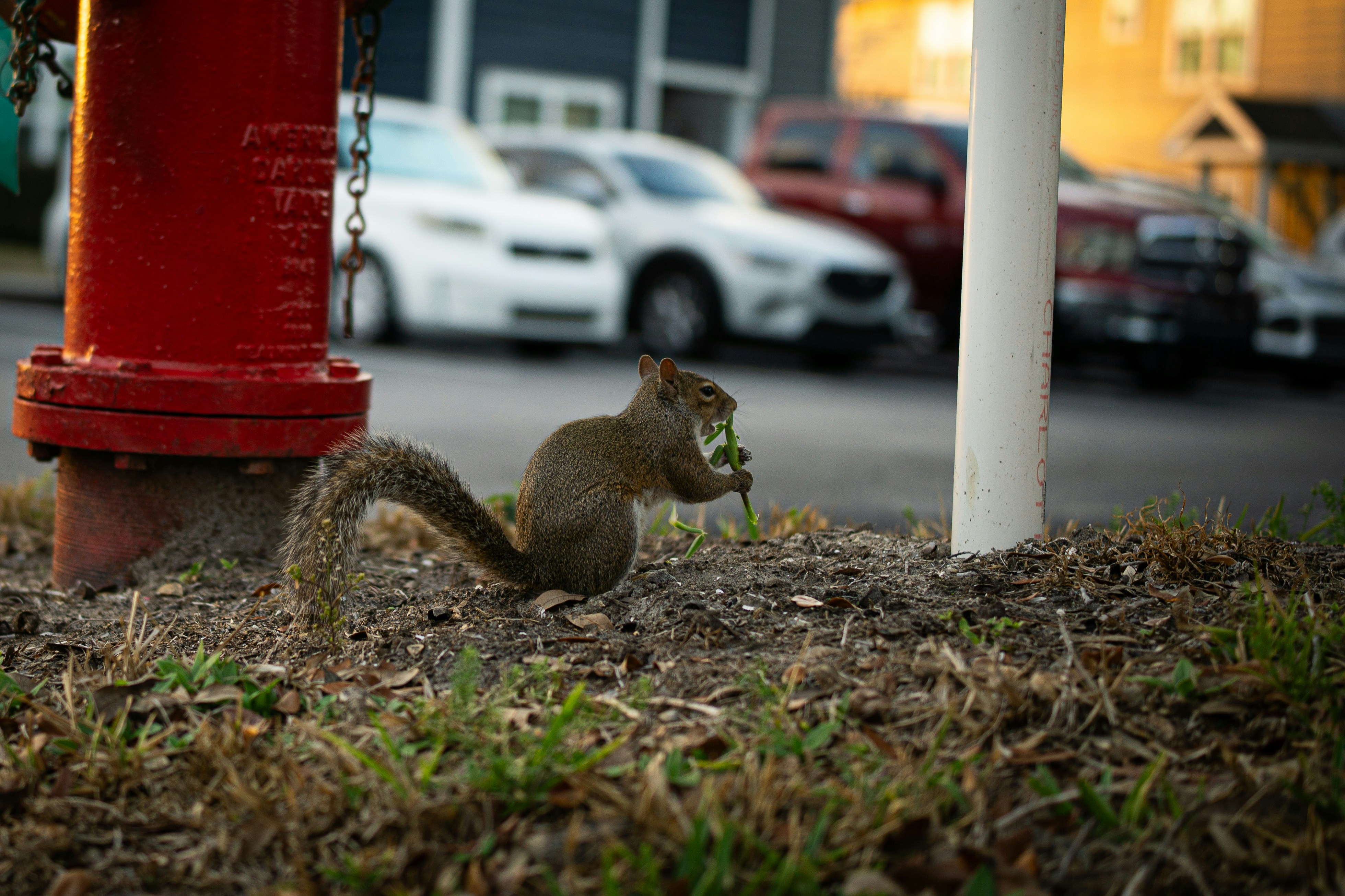 Urban Squirrel Dives into a Snack Near a Red Fire Hydrant