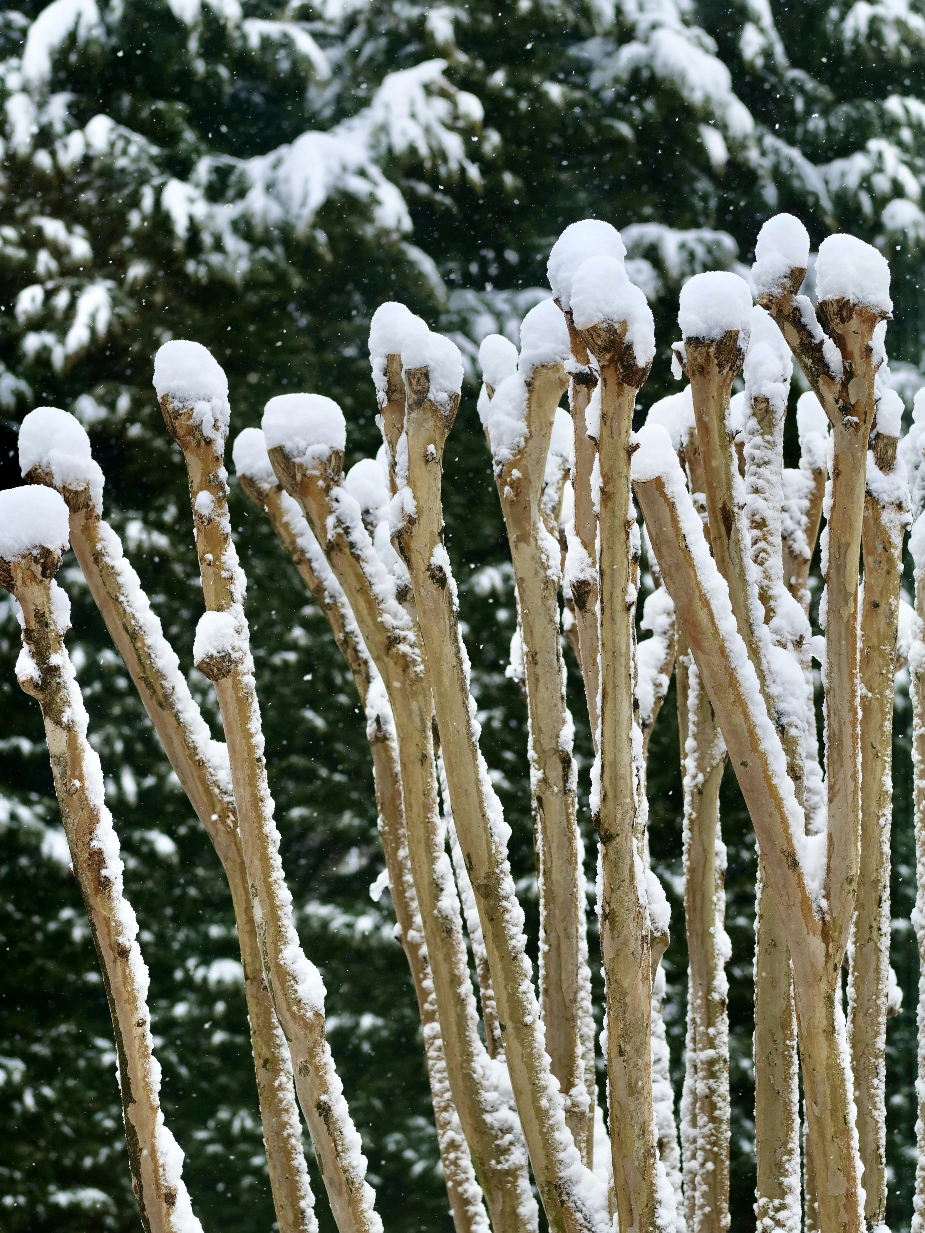 Snow-Capped Stems: A Linear Forest of Winter Stucco