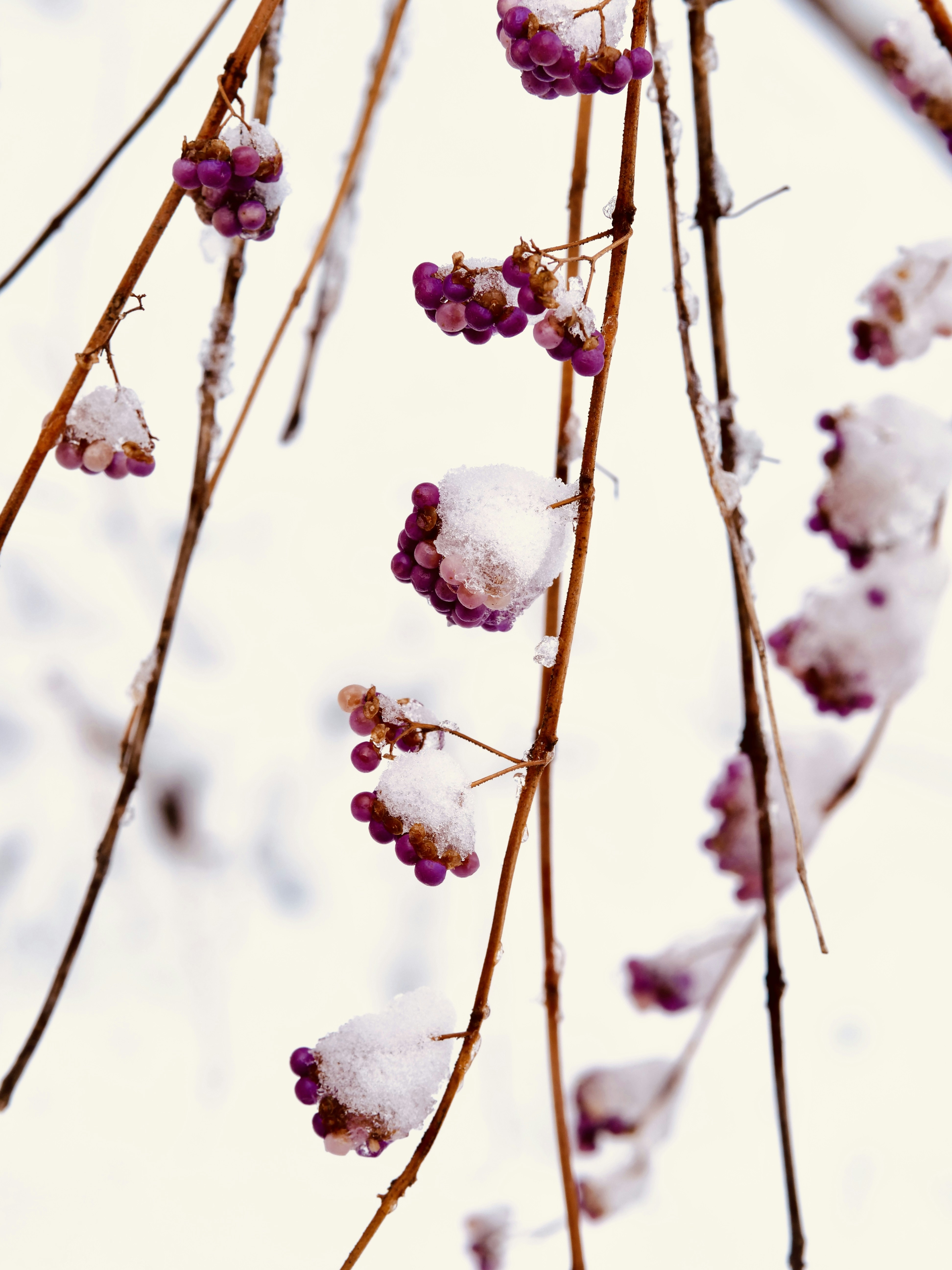 Snow-Capped Berries on Slender Stems in Winter Light