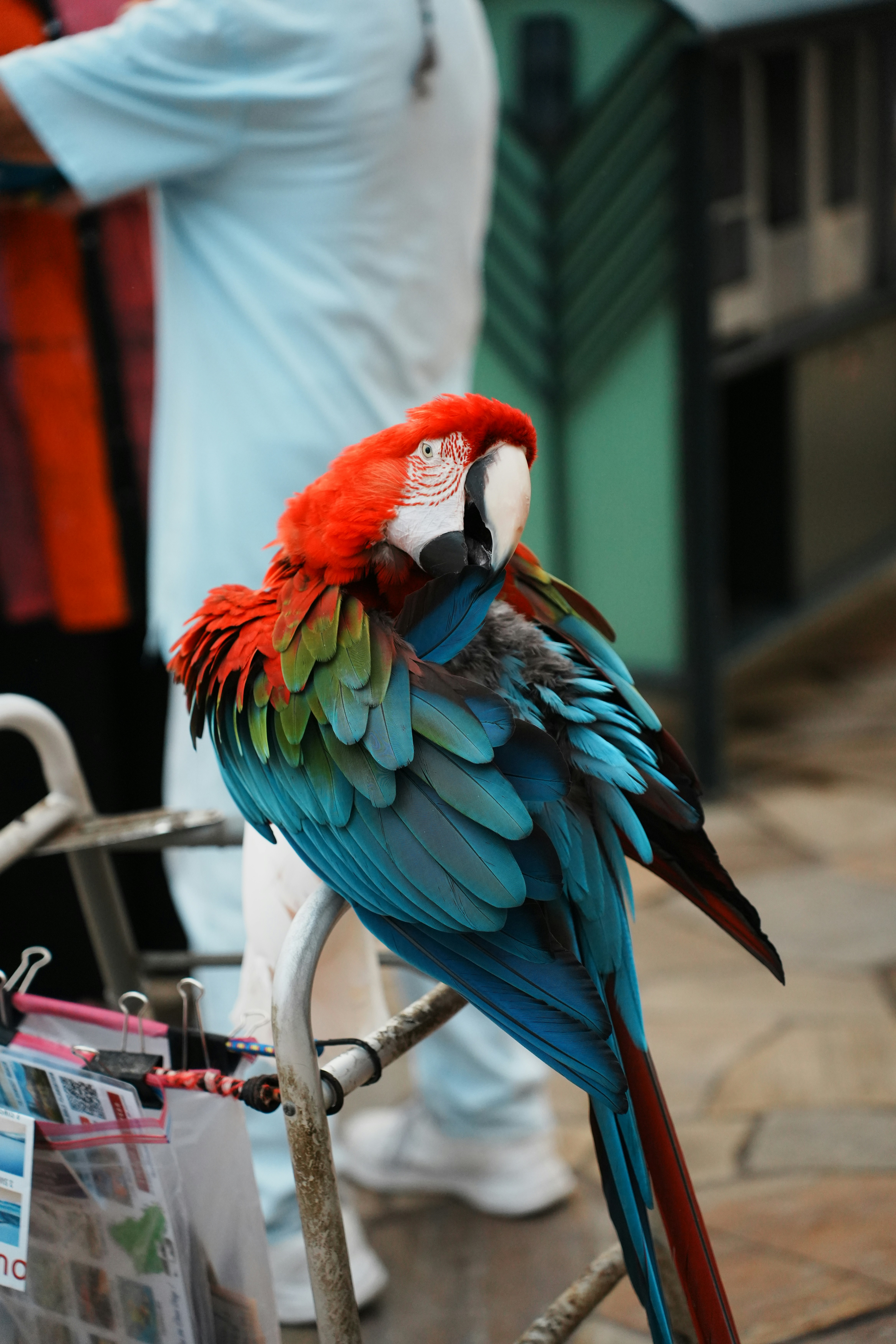 Vibrant macaw at the ready rail