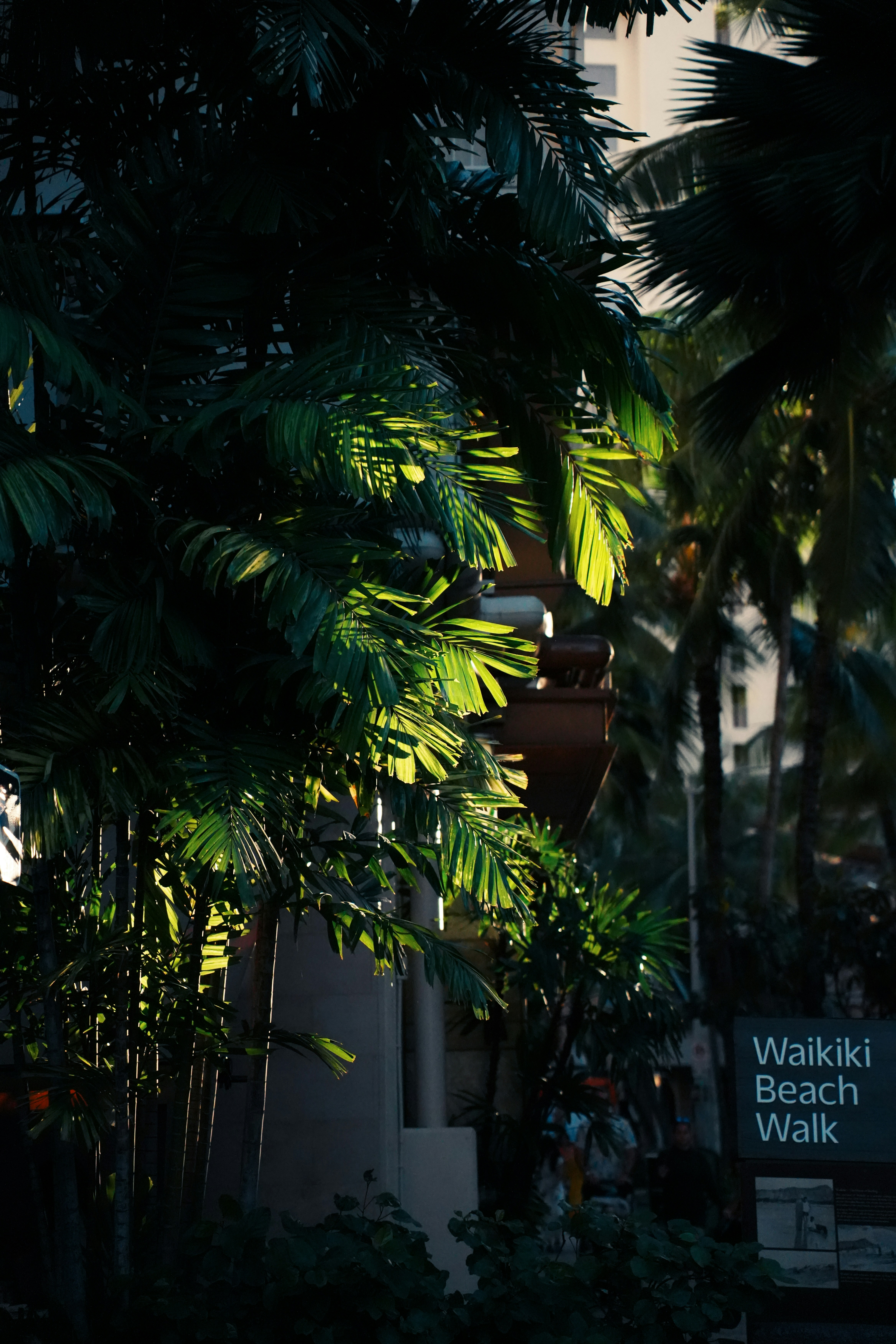 Sunlit Palm Canopy Over Waikiki Beach Walk Entrance