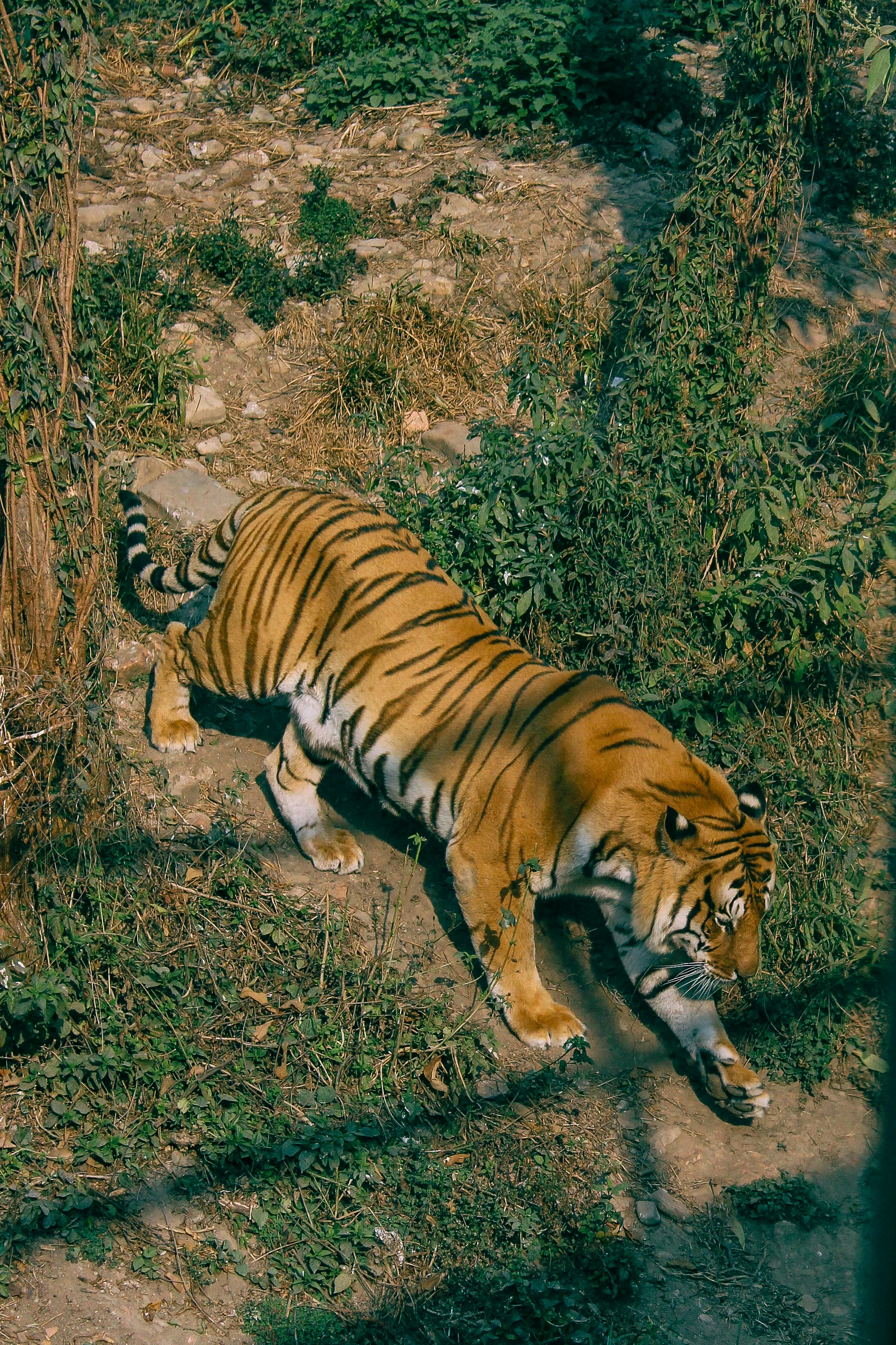 Tiger on a sunlit path: mid-stride toward the forest edge