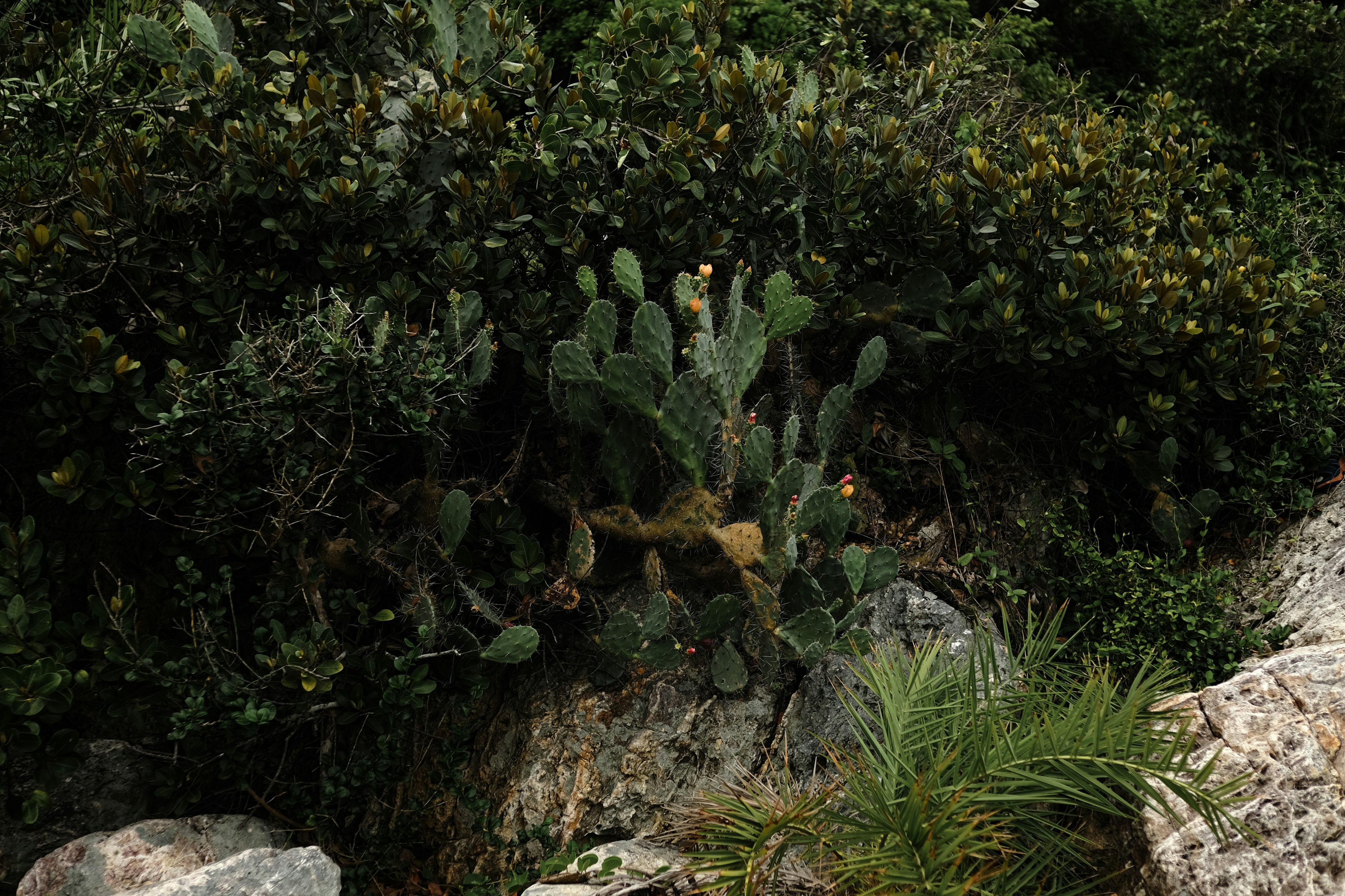 Cactus and rocky foothill underbrush