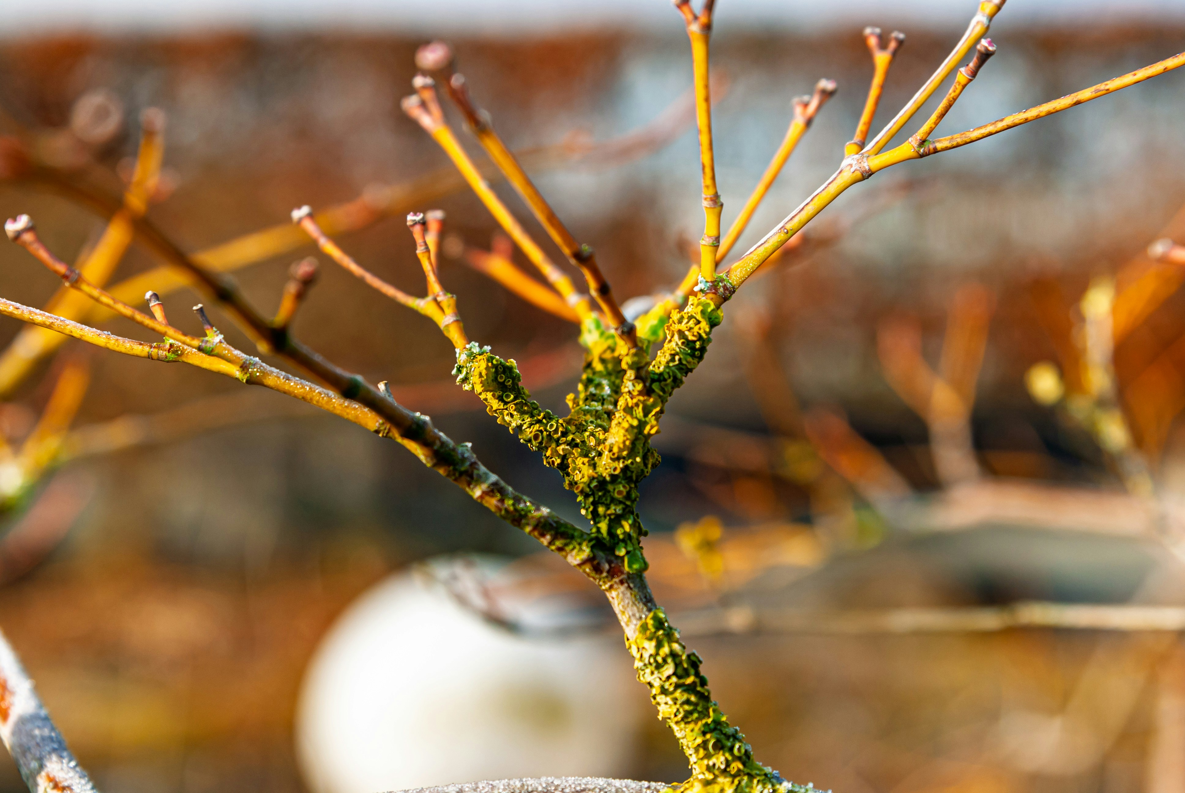 Lichen-covered Branches in Winter Light