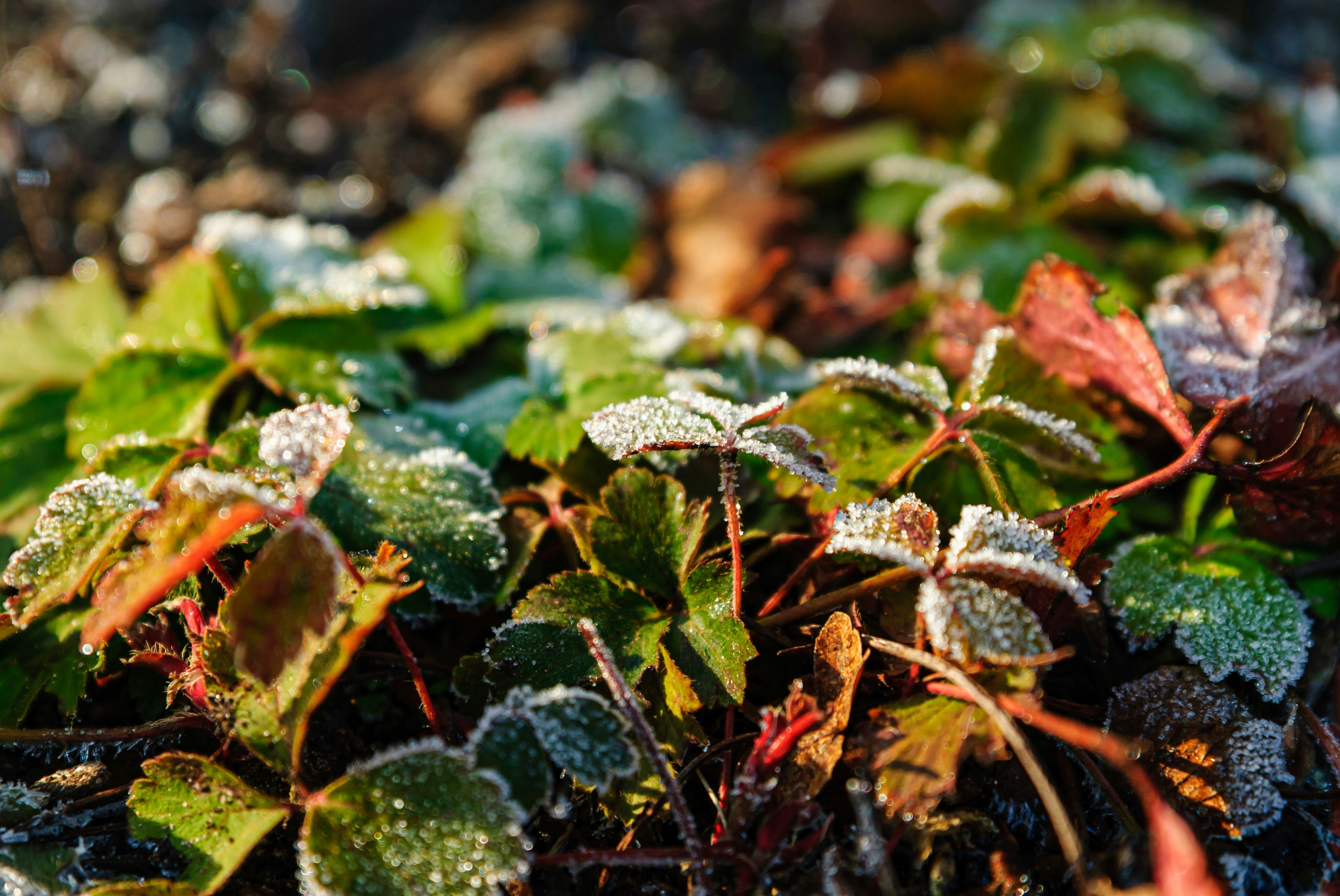 Frosted Leaves at First Light