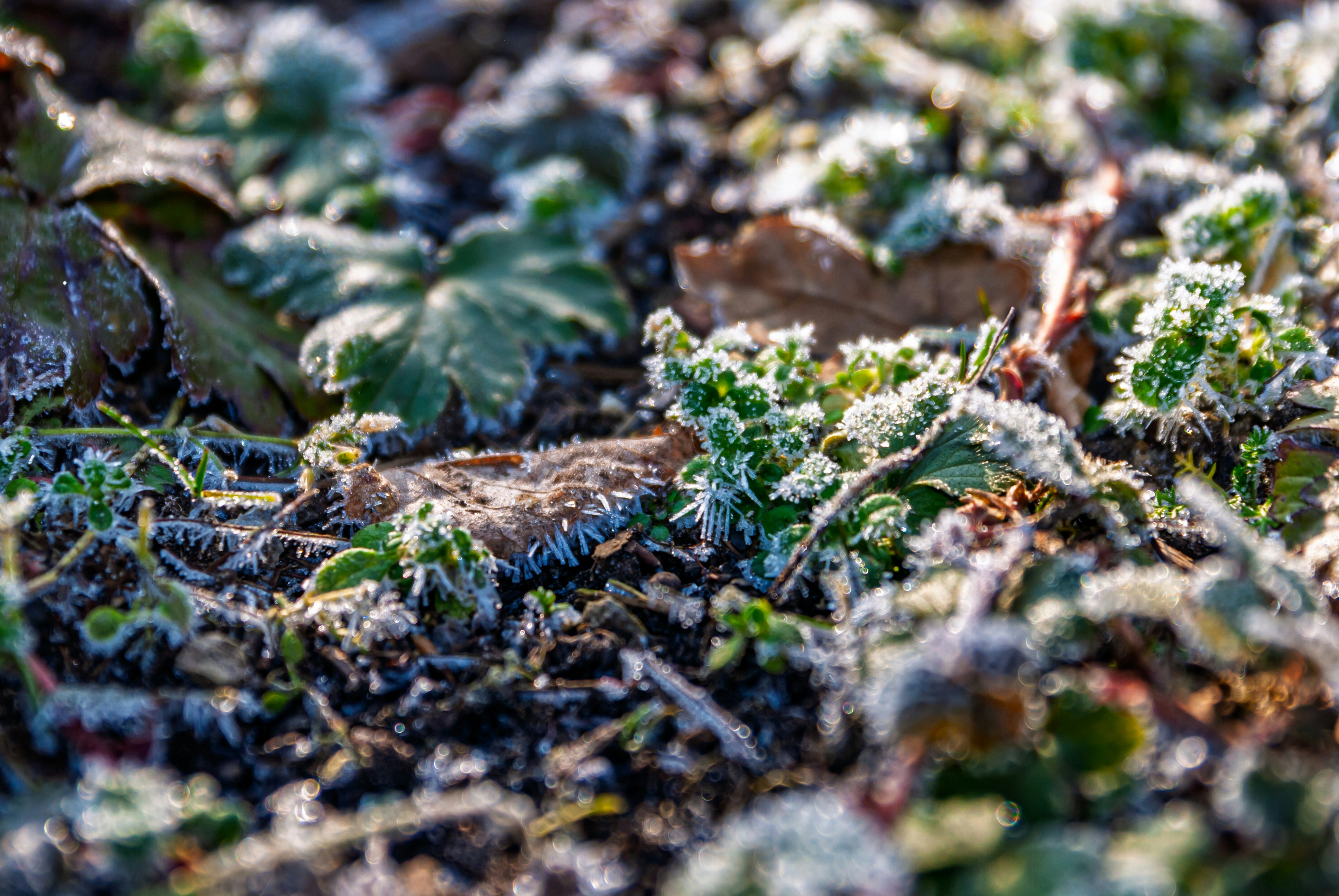 Frost-Kissed Ferns: Morning Light on Ice-Lace Leaves