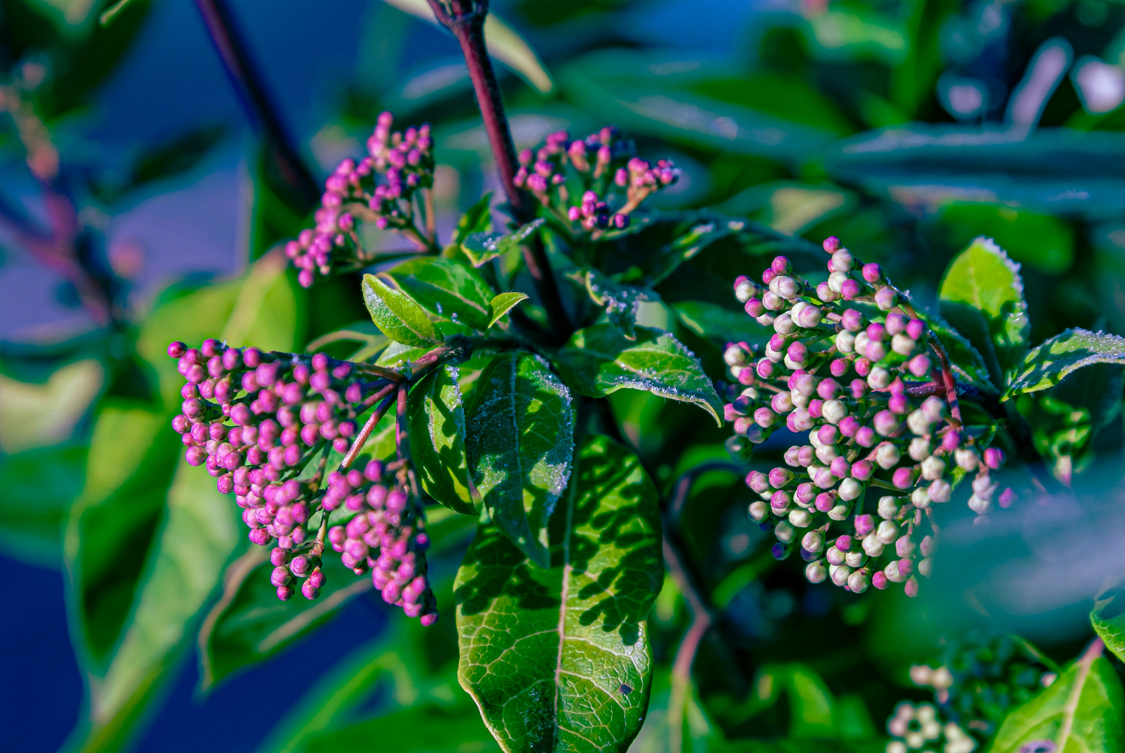 Crimson Berries in Morning Light