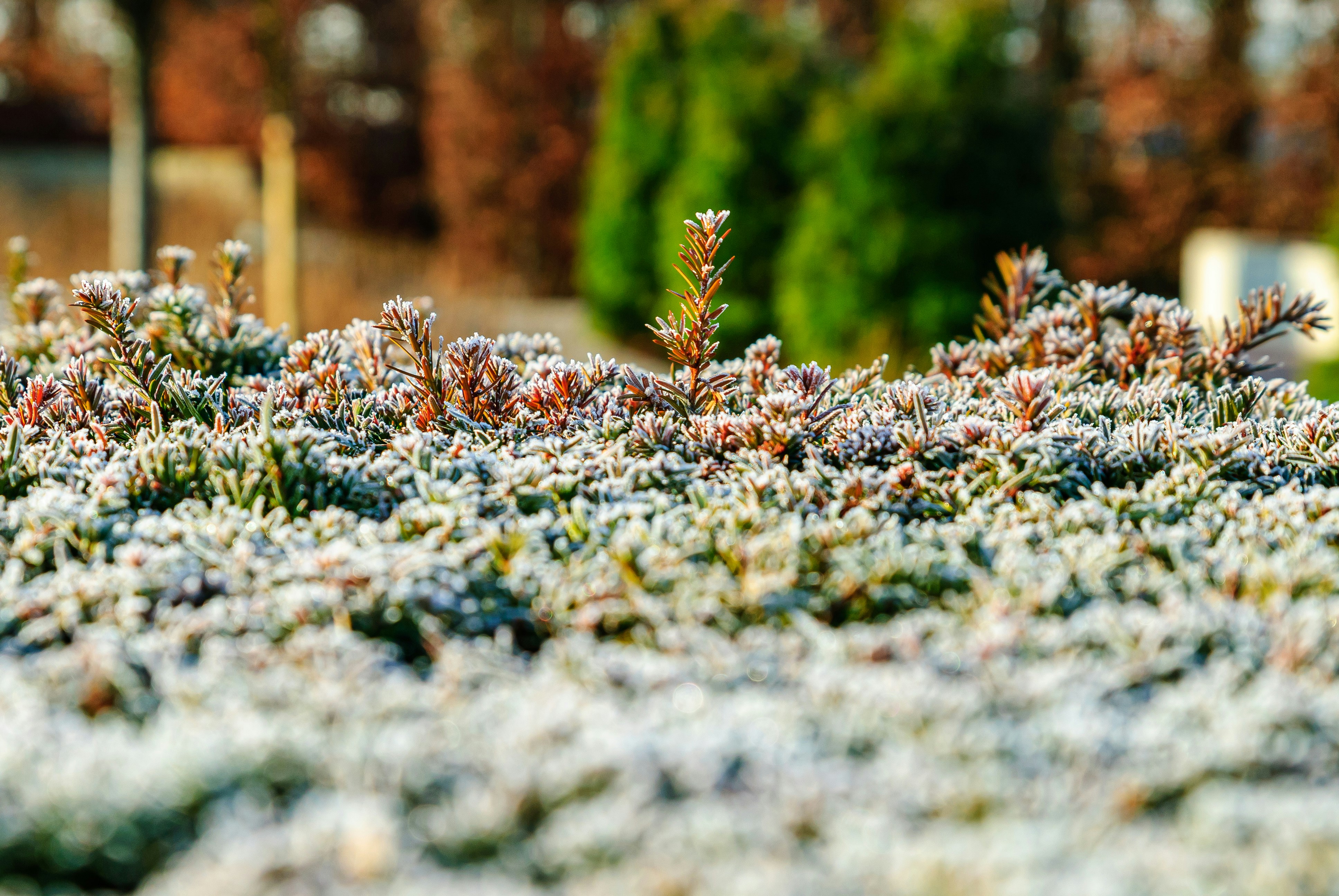 Frosted Conifer Crown: A Quiet Winter Bloom Emerges