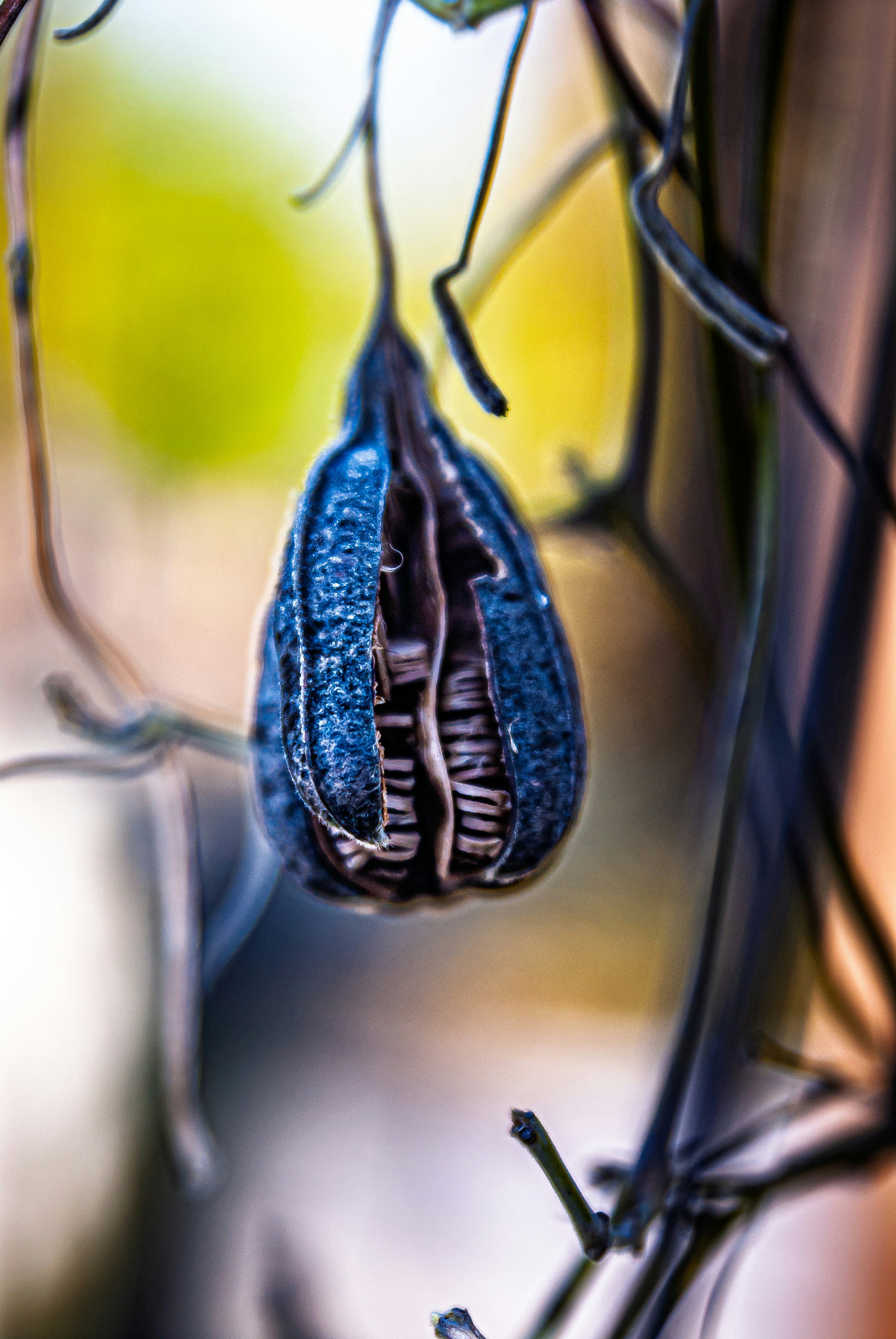 Blue seed pod in focus among dangling vines