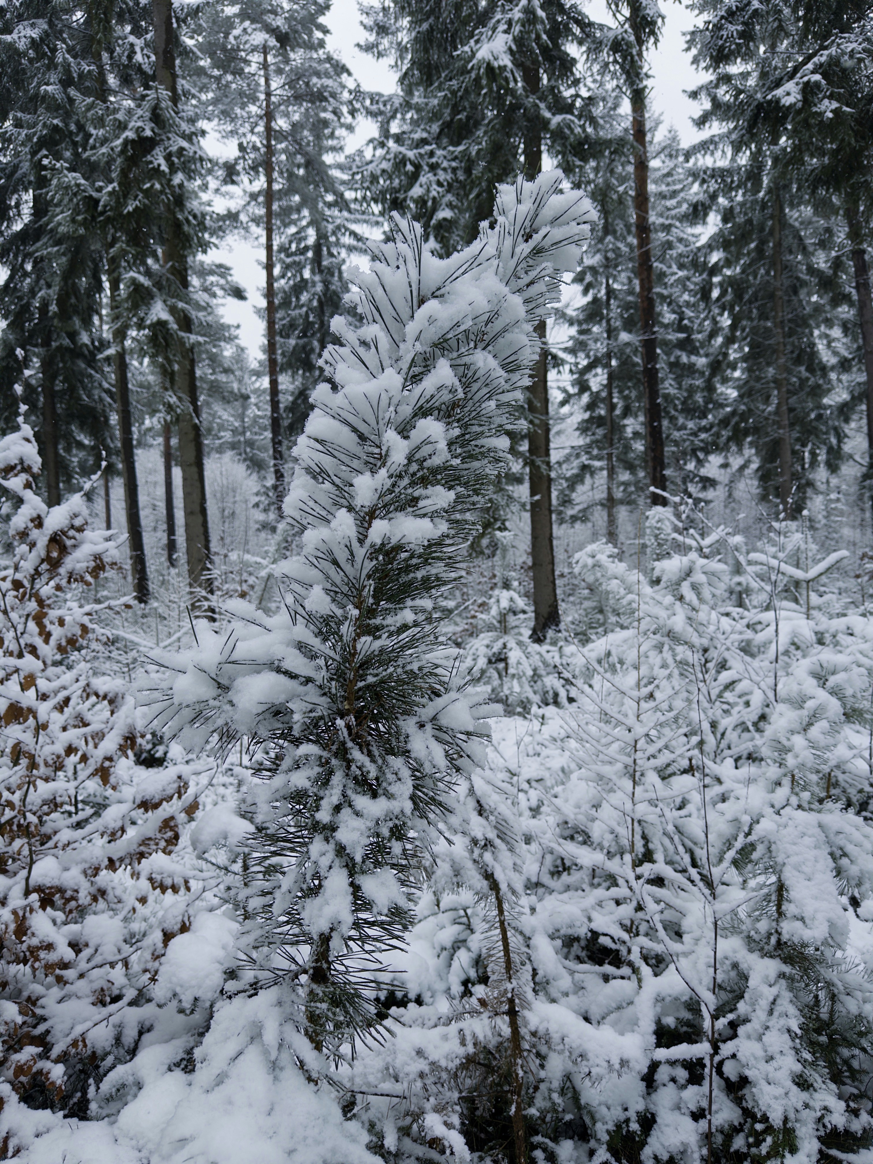Snowbound Pine Crest Reaching Toward Winter Sky