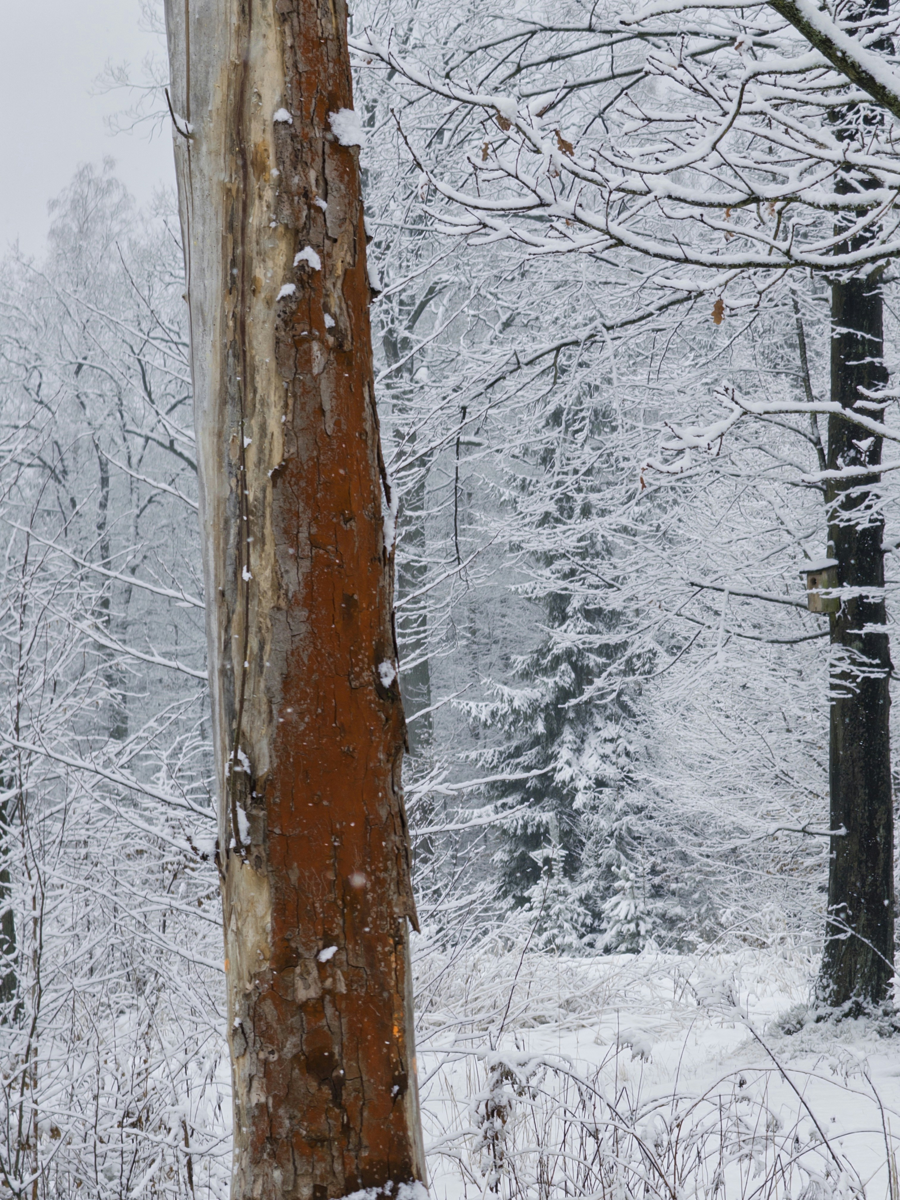 Snowy Forest Portrait with Prominent Birch and Bark Texture