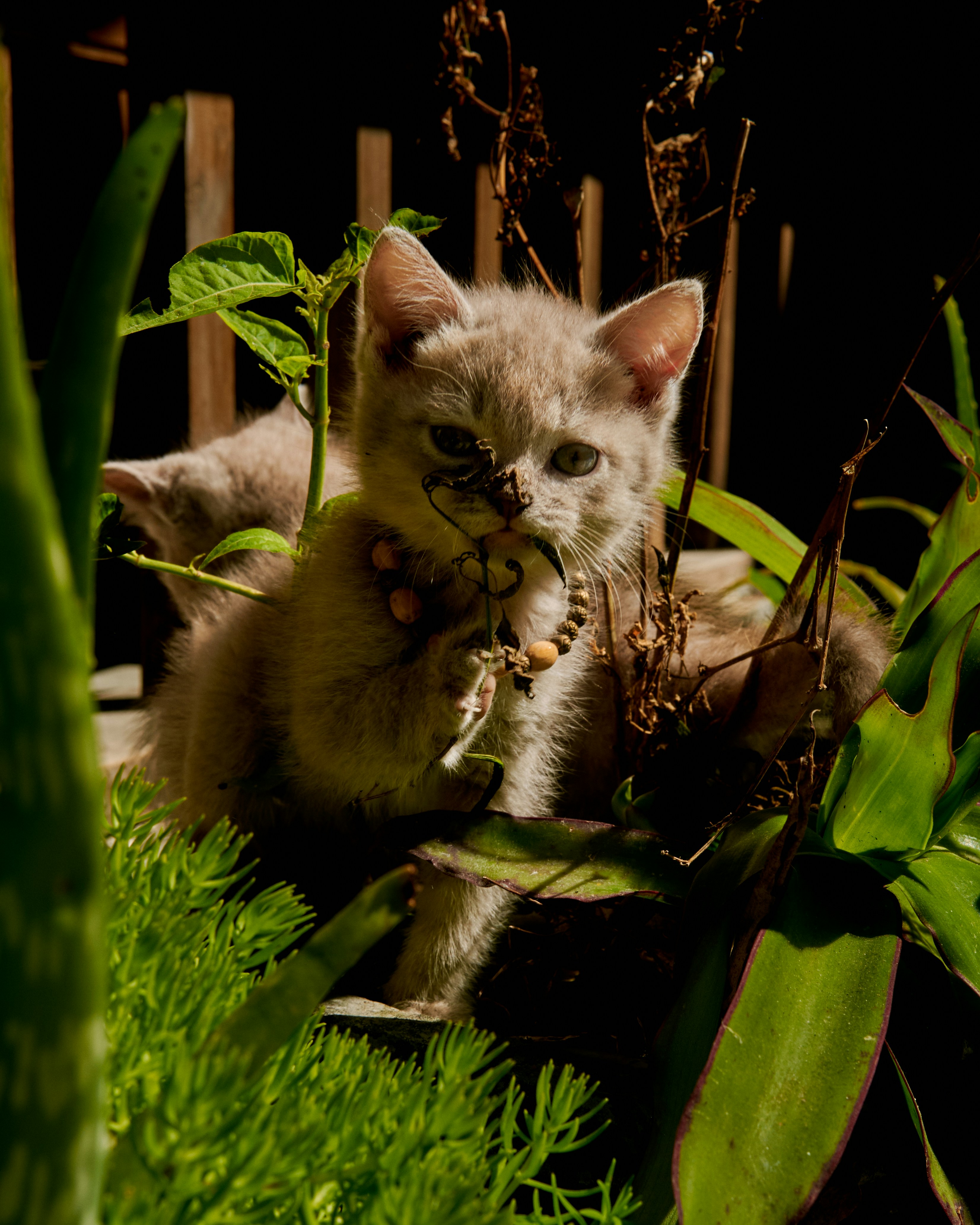 Sunlit Kitten Amid Garden Shadows