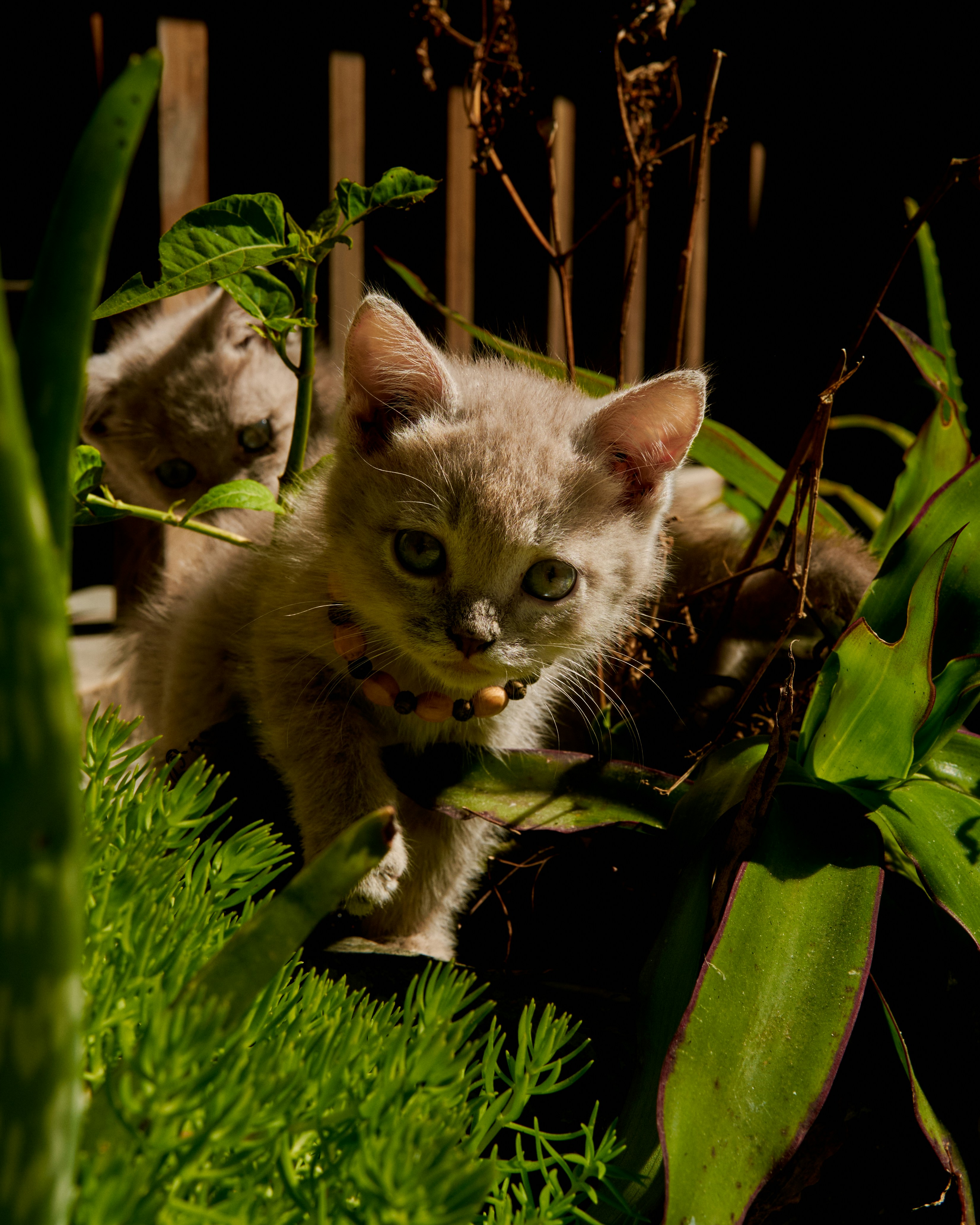 Moonlit Kitten in the Ferns