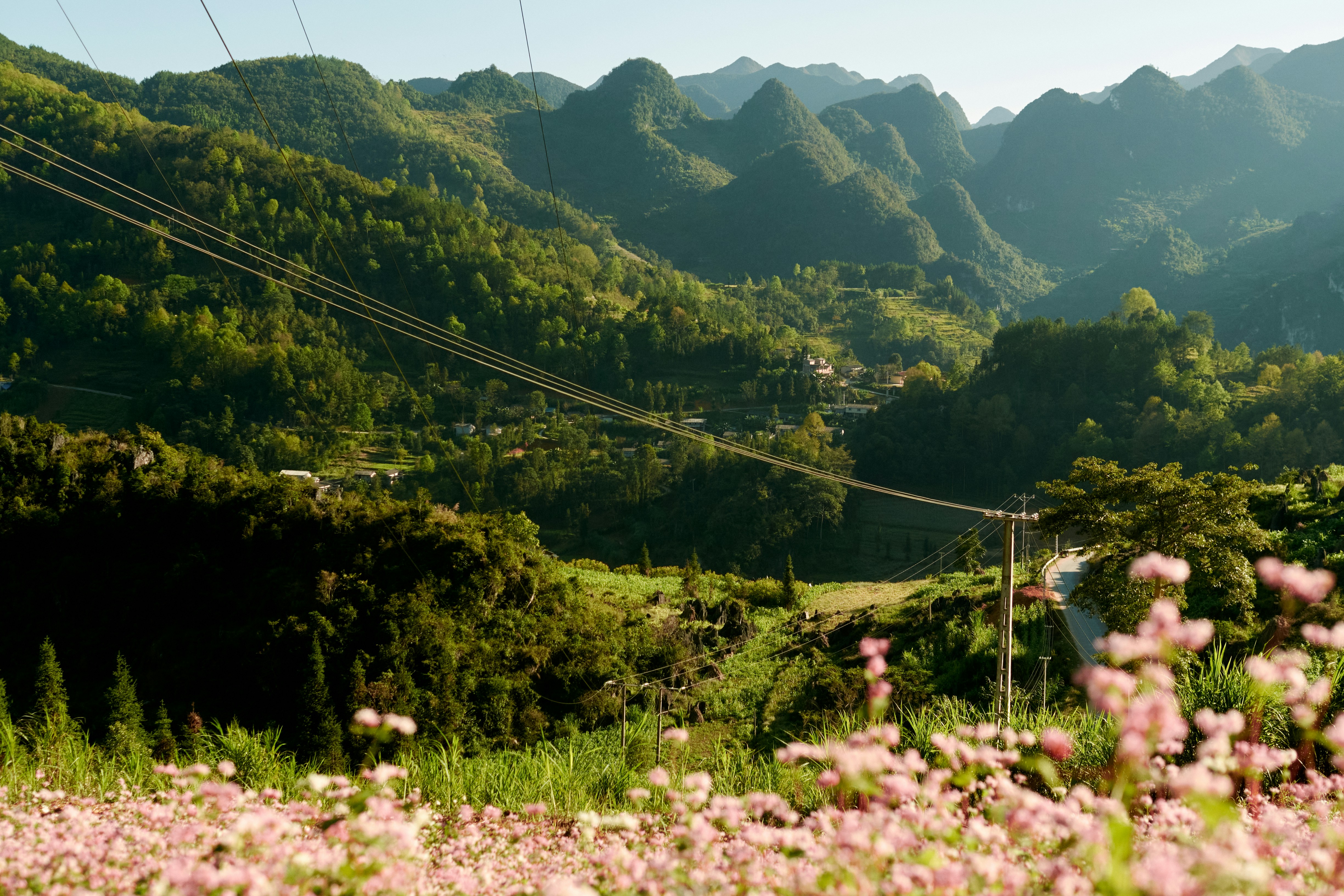 Sunlit Valley Overlook: Ridge, Wildflowers, and Power Lines