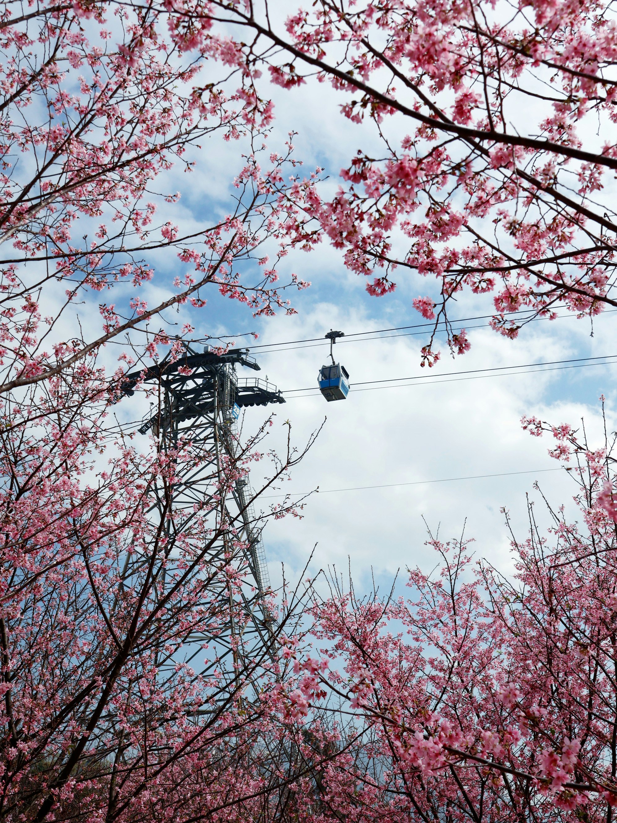 Cable Car Amid Cherry Blossoms