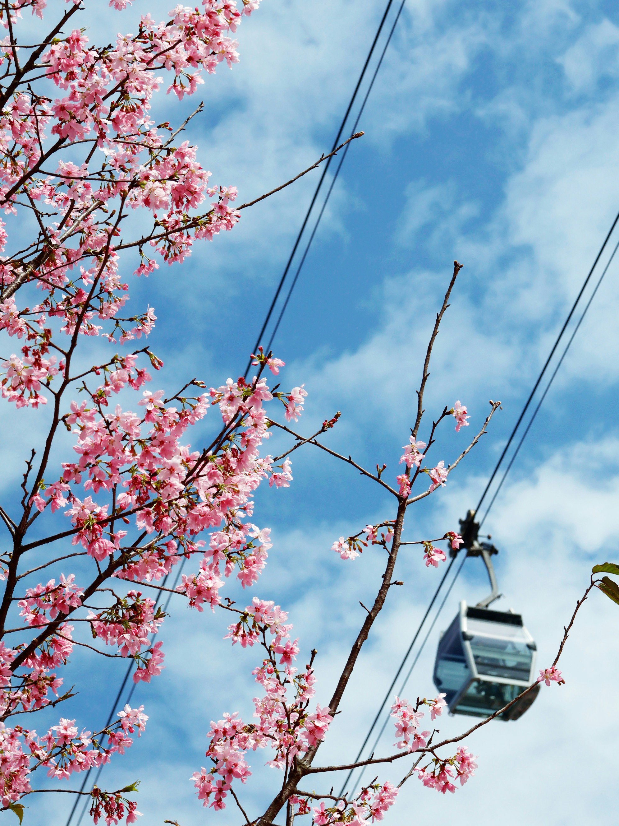 Cherry Blossoms Against a Cabled Sky with a Gondola Glide